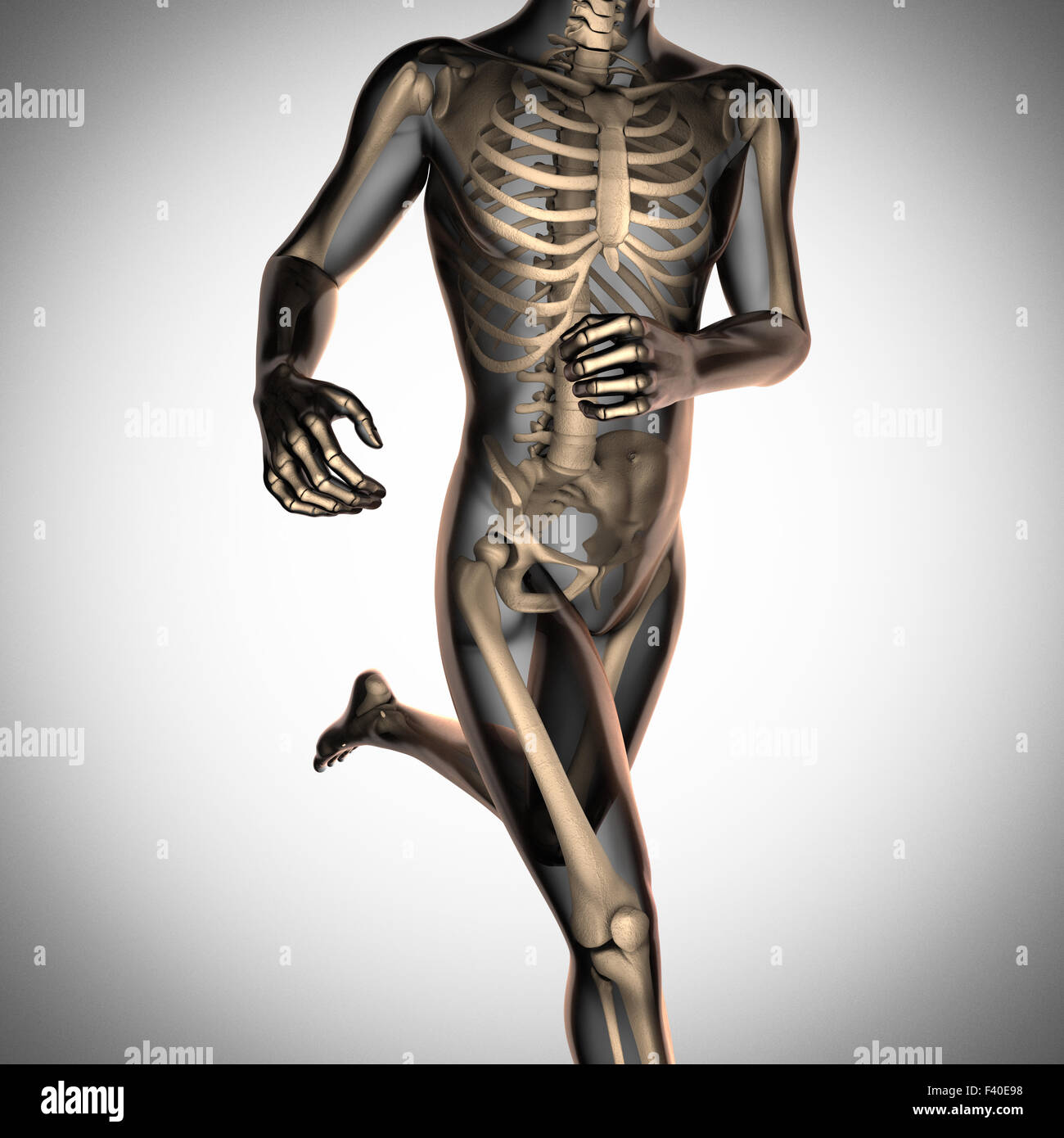 human radiography scan with bones Stock Photo - Alamy