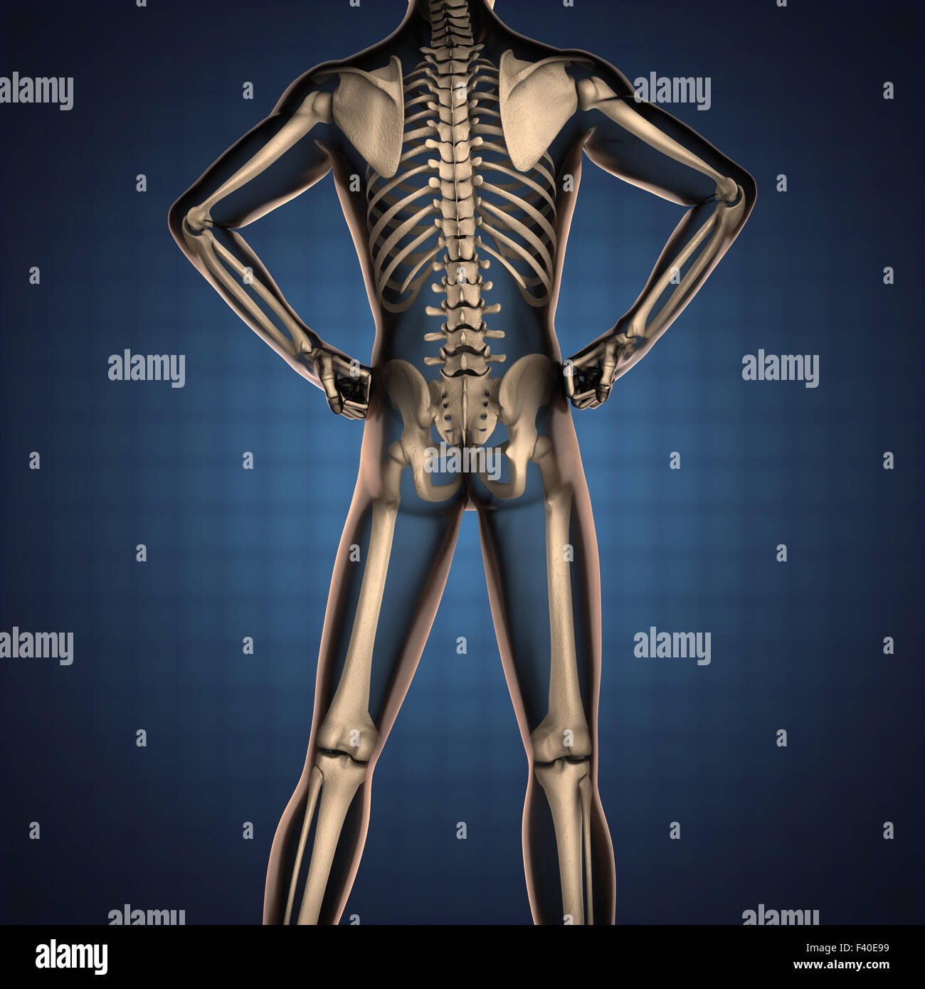 human radiography scan with bones Stock Photo - Alamy