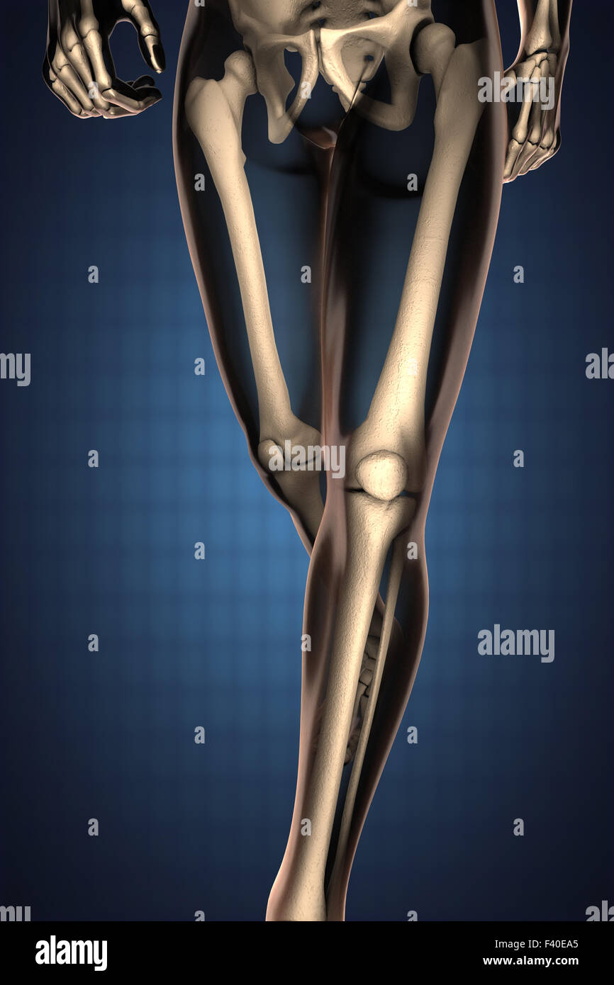 human radiography scan with bones Stock Photo - Alamy