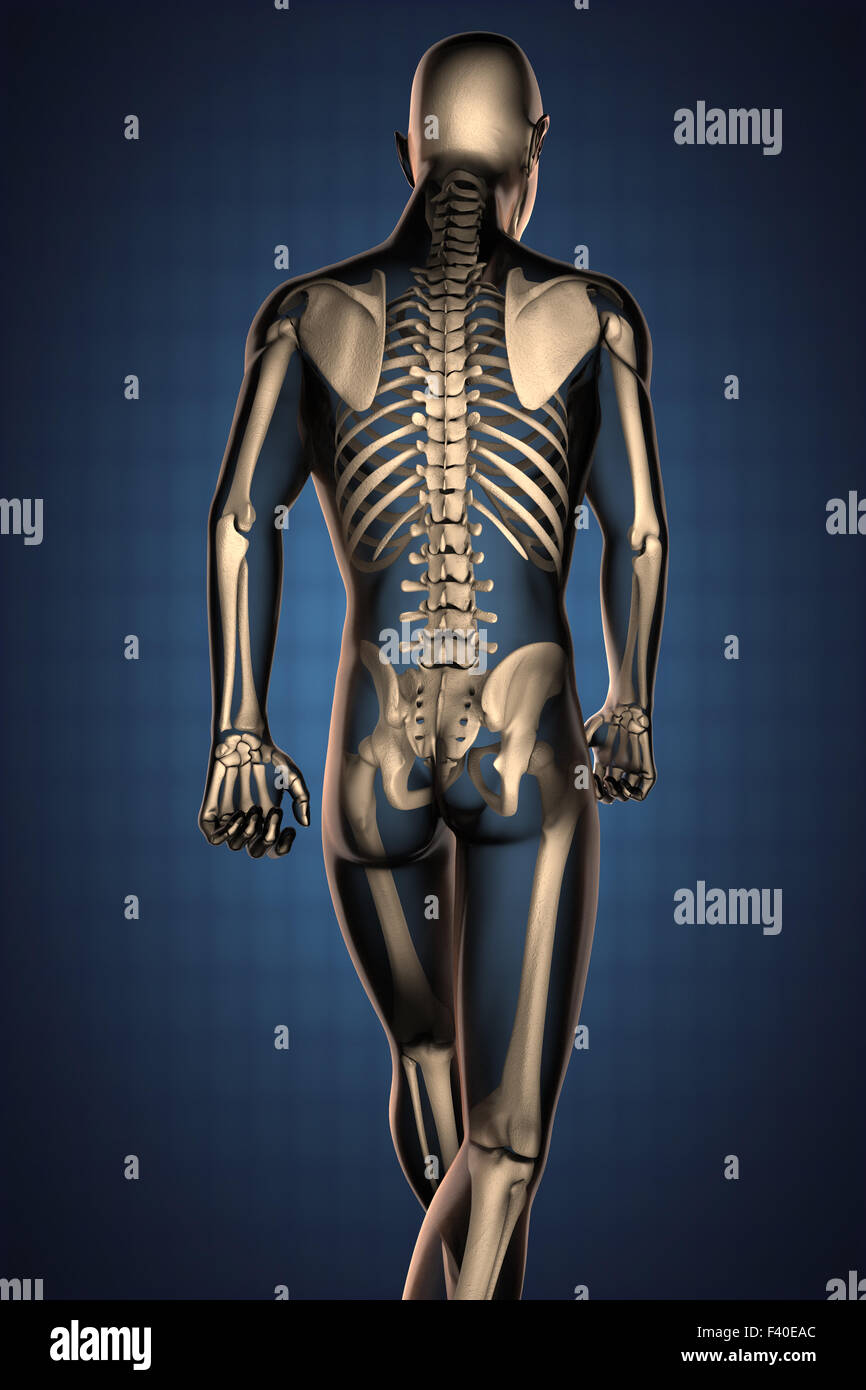 Bones with osteoporosis hi-res stock photography and images - Alamy