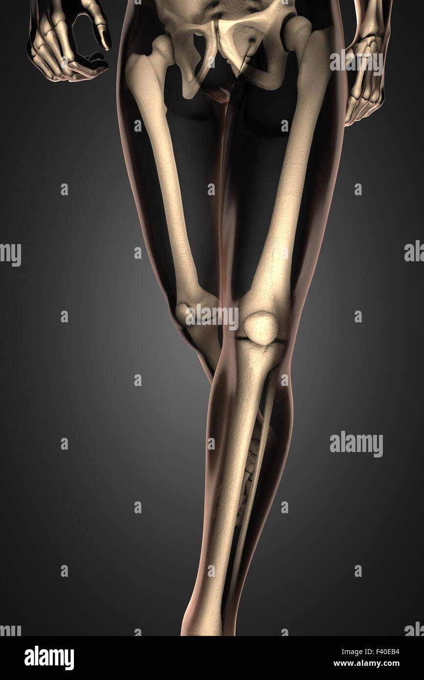 Human leg bones hi-res stock photography and images - Alamy