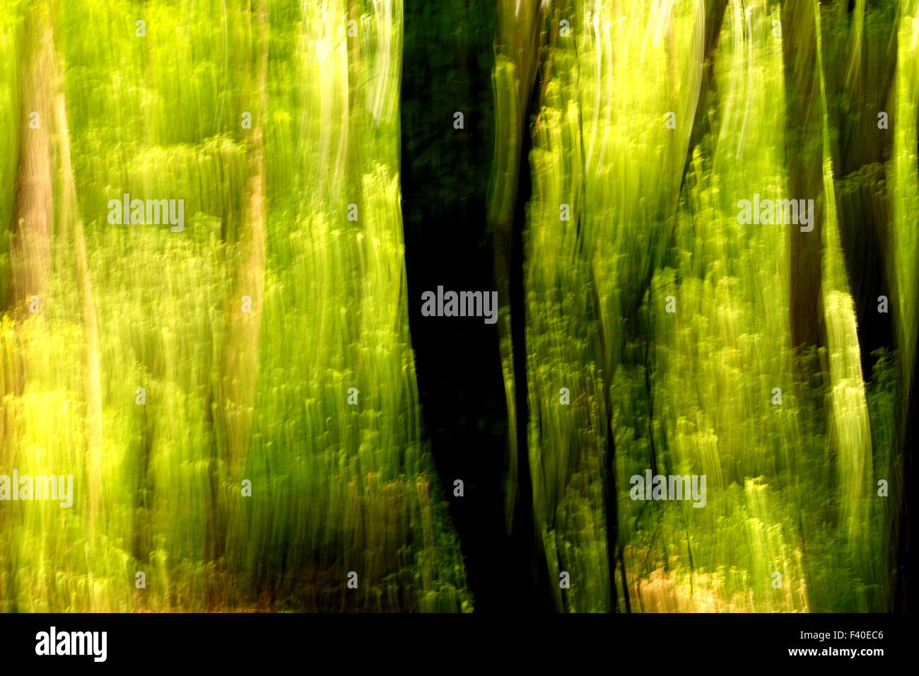 Abstract trees in a forest hi-res stock photography and images - Alamy