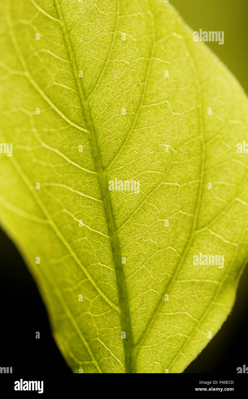 Close up view of green leaf hi-res stock photography and images - Alamy