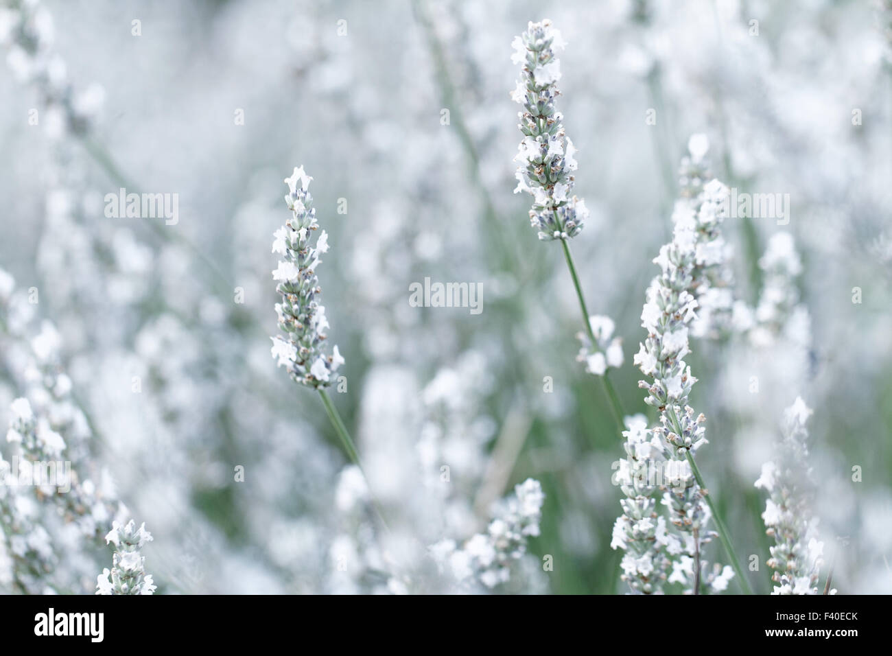 Spring field with white lavender flowers Stock Photo - Alamy