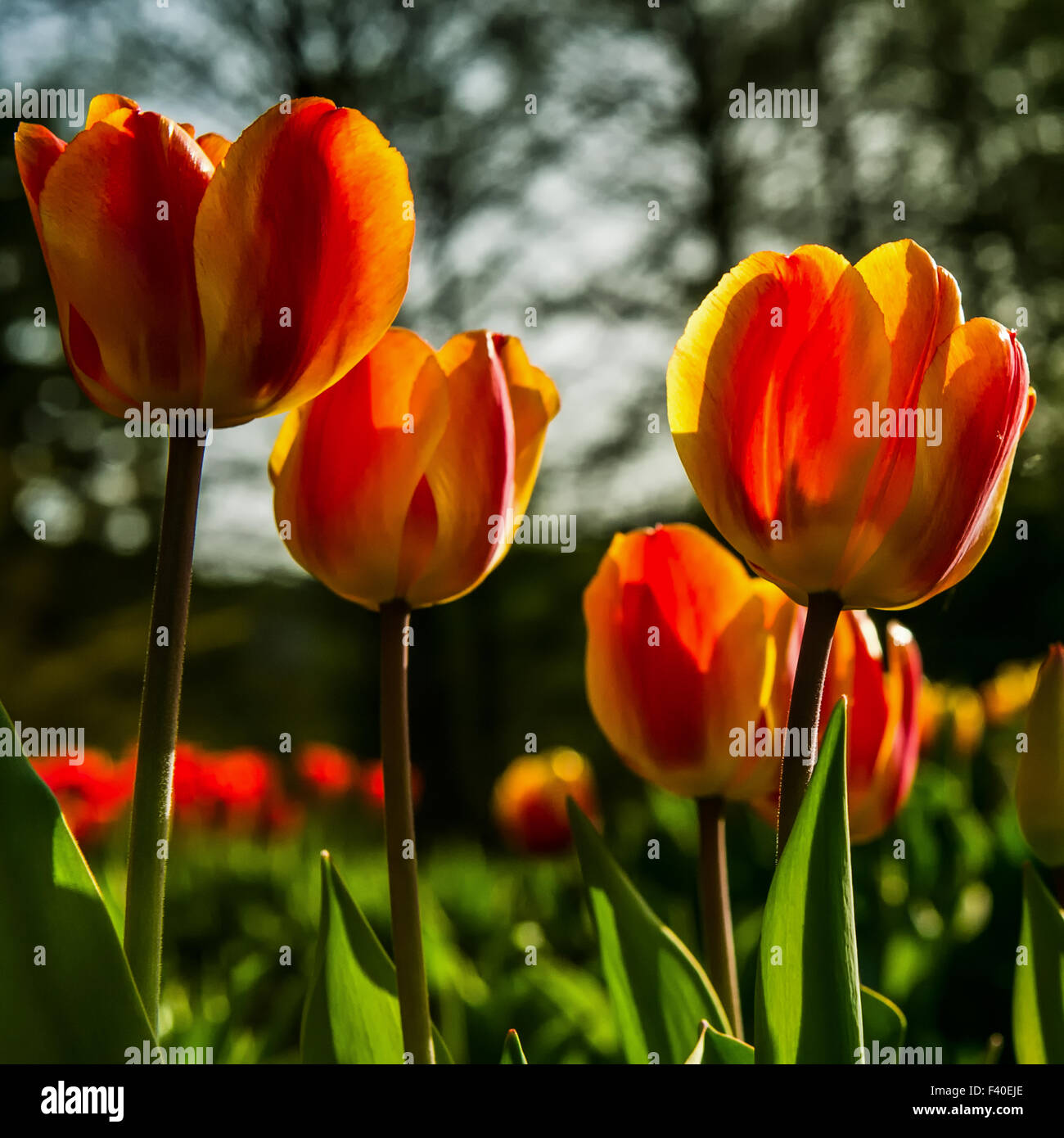 Pink tulpis hi-res stock photography and images - Alamy