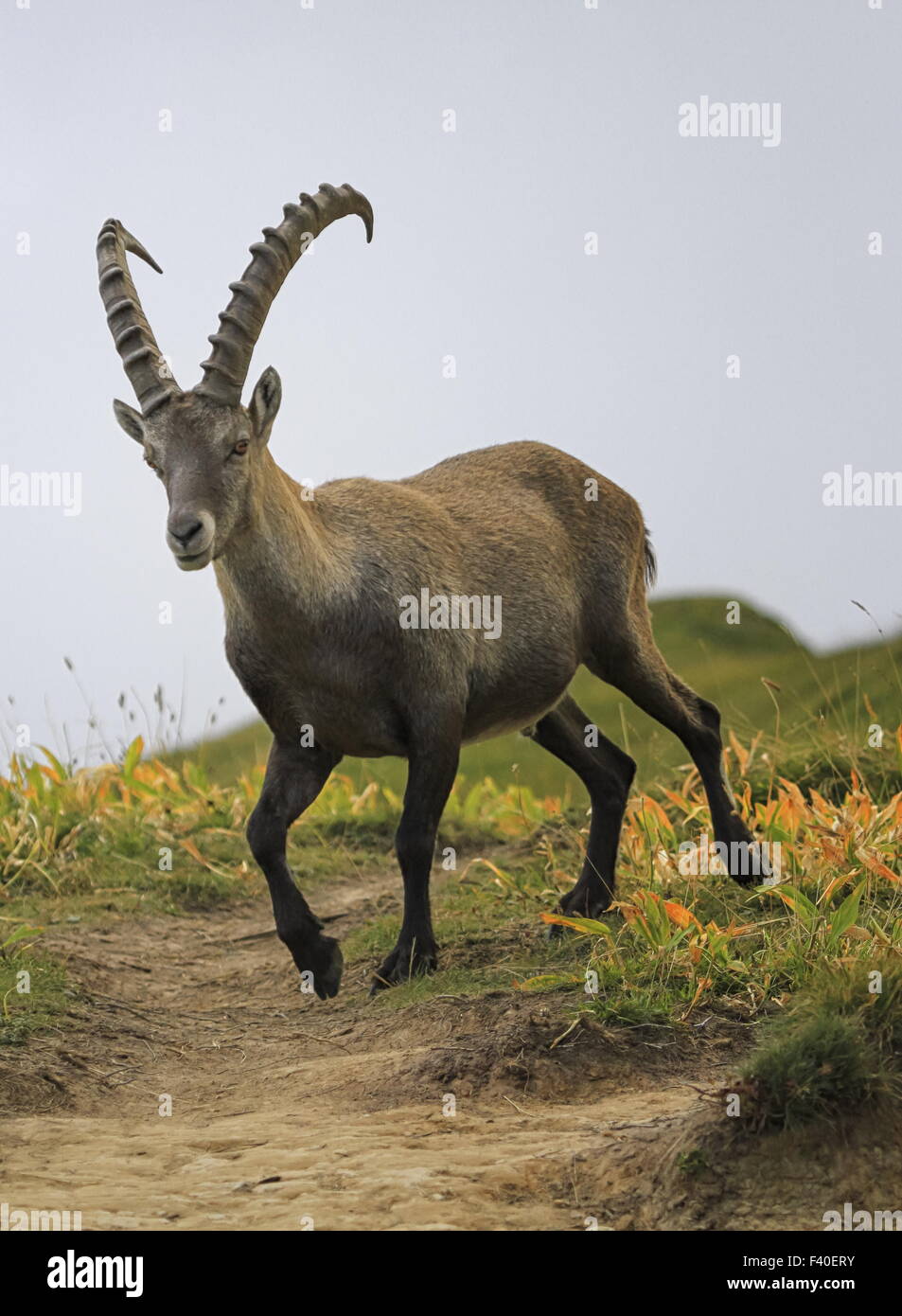 Male wild alpine, capra ibex, or steinbock Stock Photo - Alamy