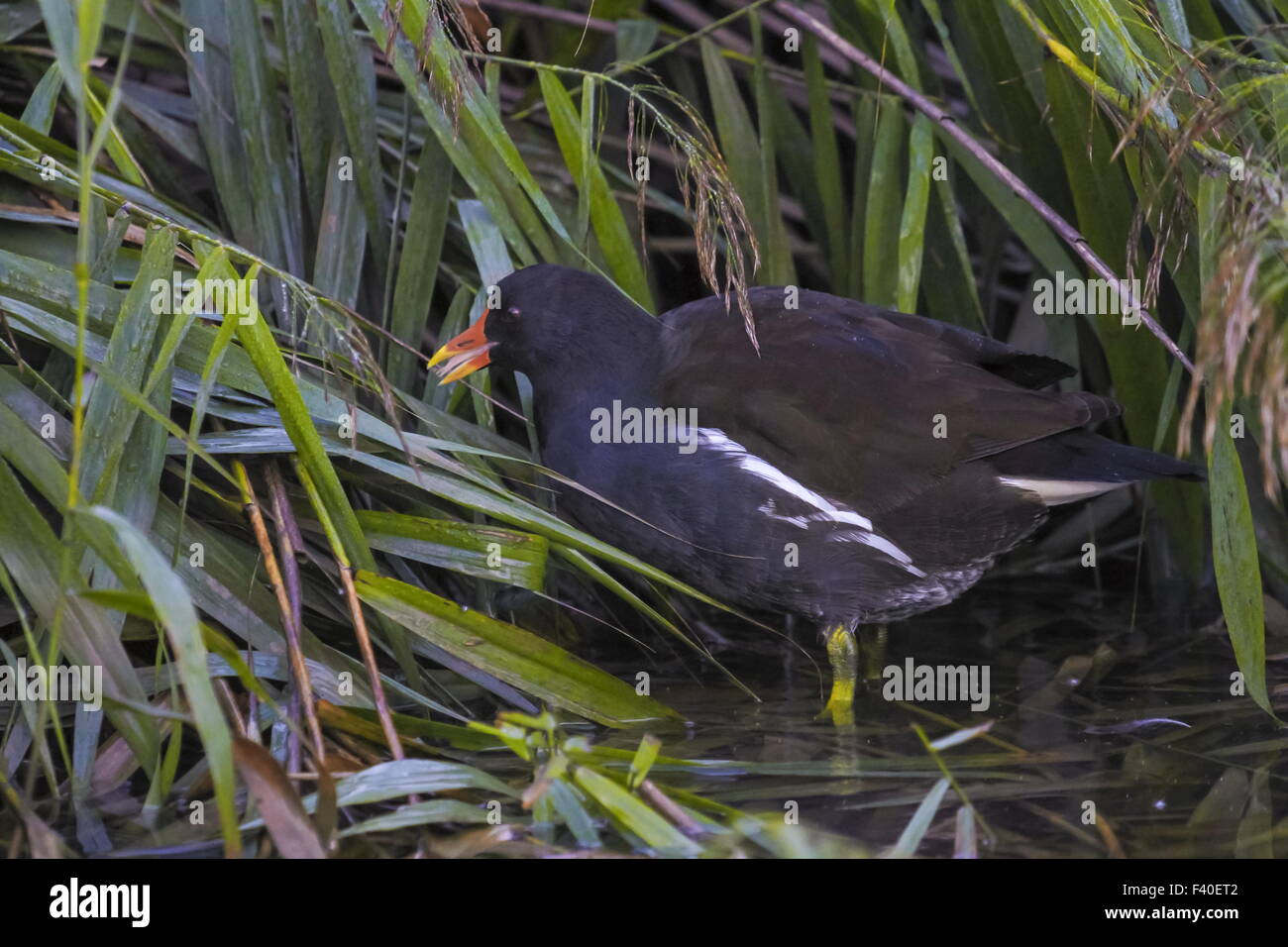Common moorhen, gallinula chloropus Stock Photo - Alamy