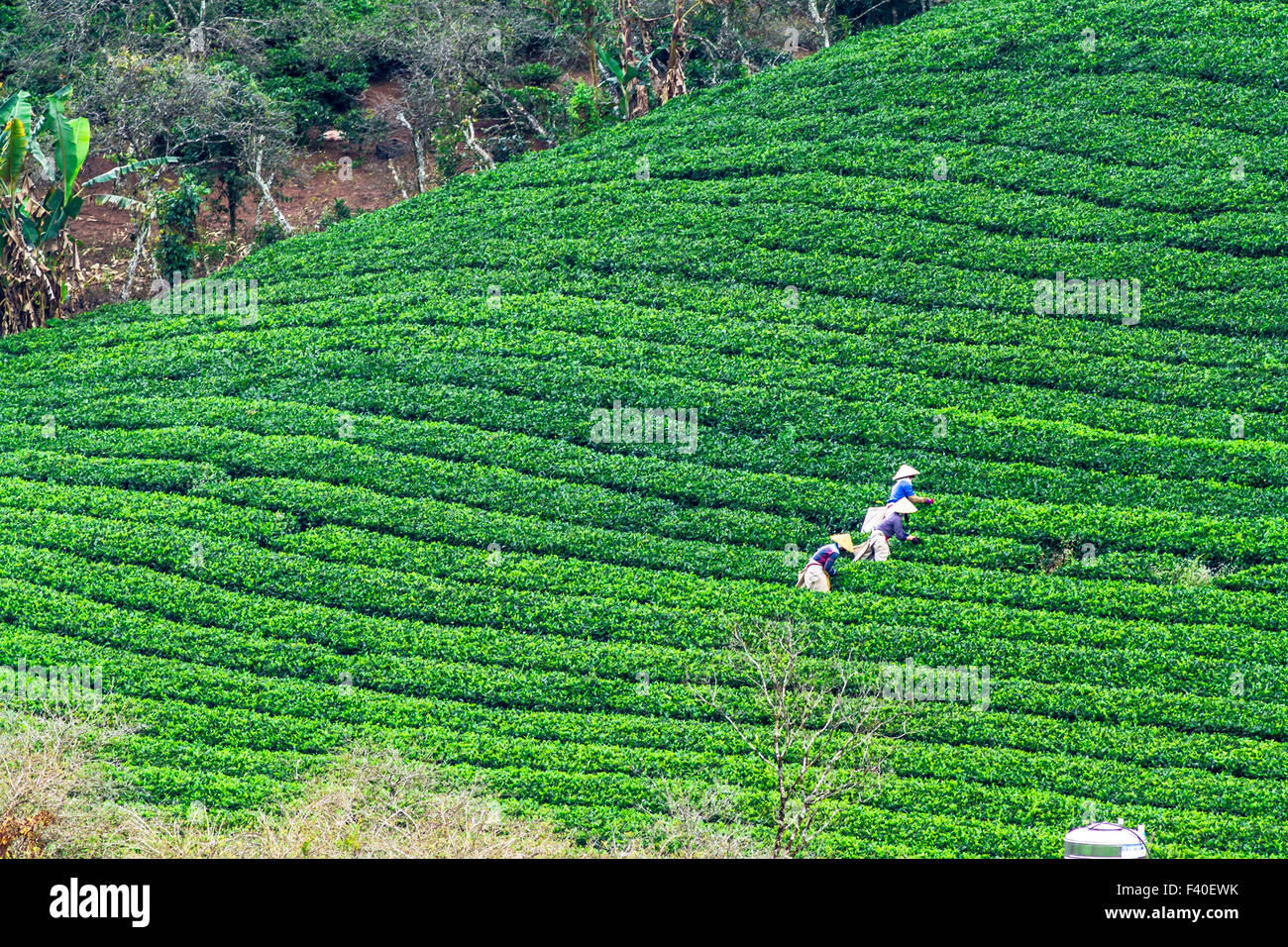 Tea plantation on the highlands Stock Photo - Alamy
