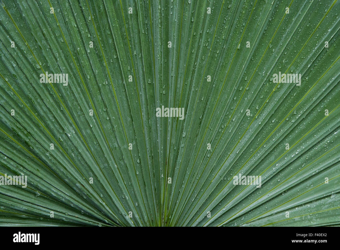 Palm strand hi-res stock photography and images - Alamy