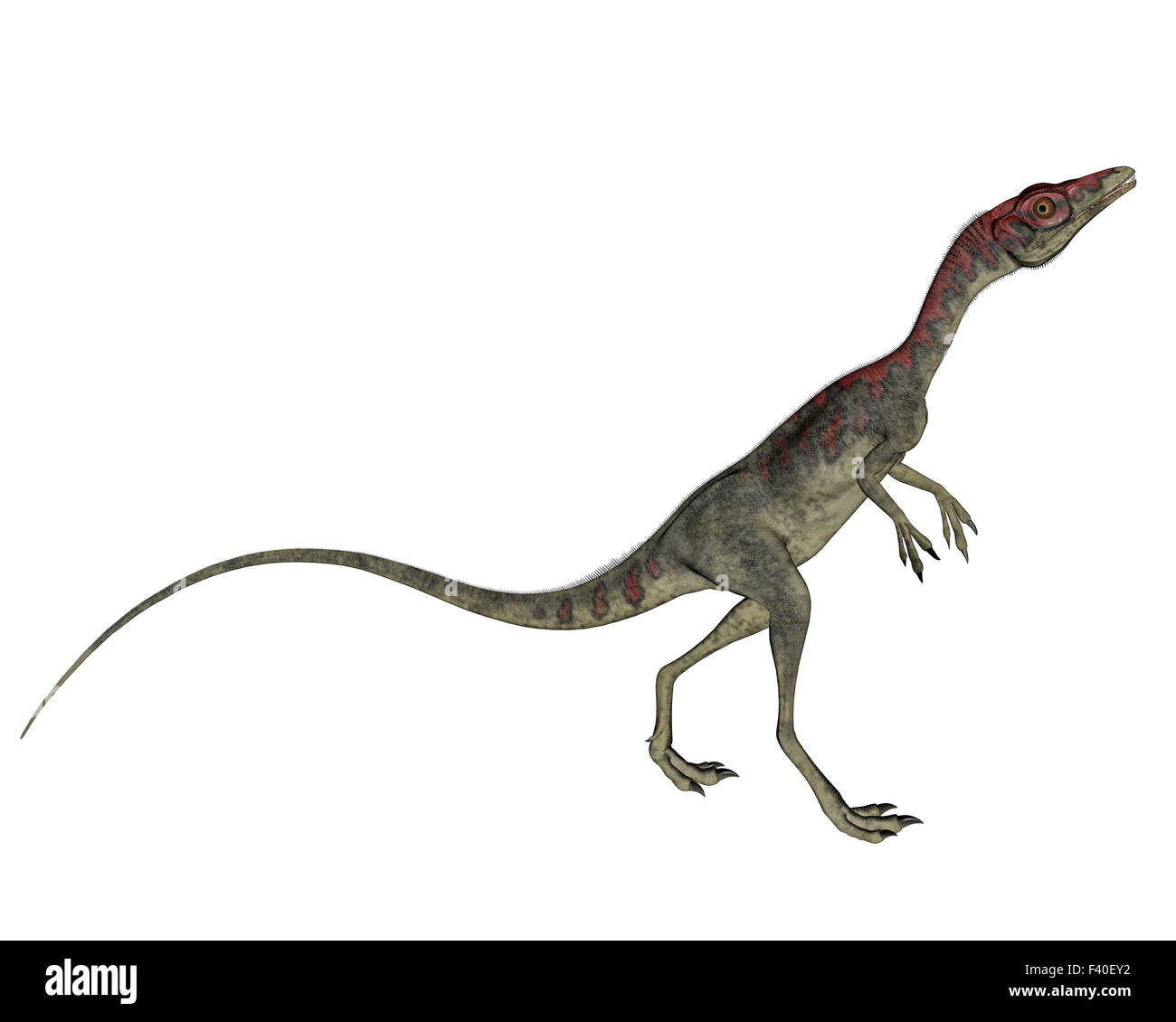 Compsognathus dinosaur hi-res stock photography and images - Alamy