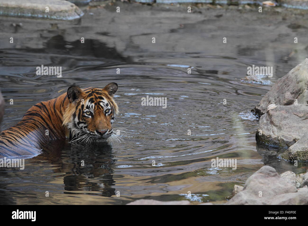 Tiger Cooling Off High Resolution Stock Photography and Images - Alamy
