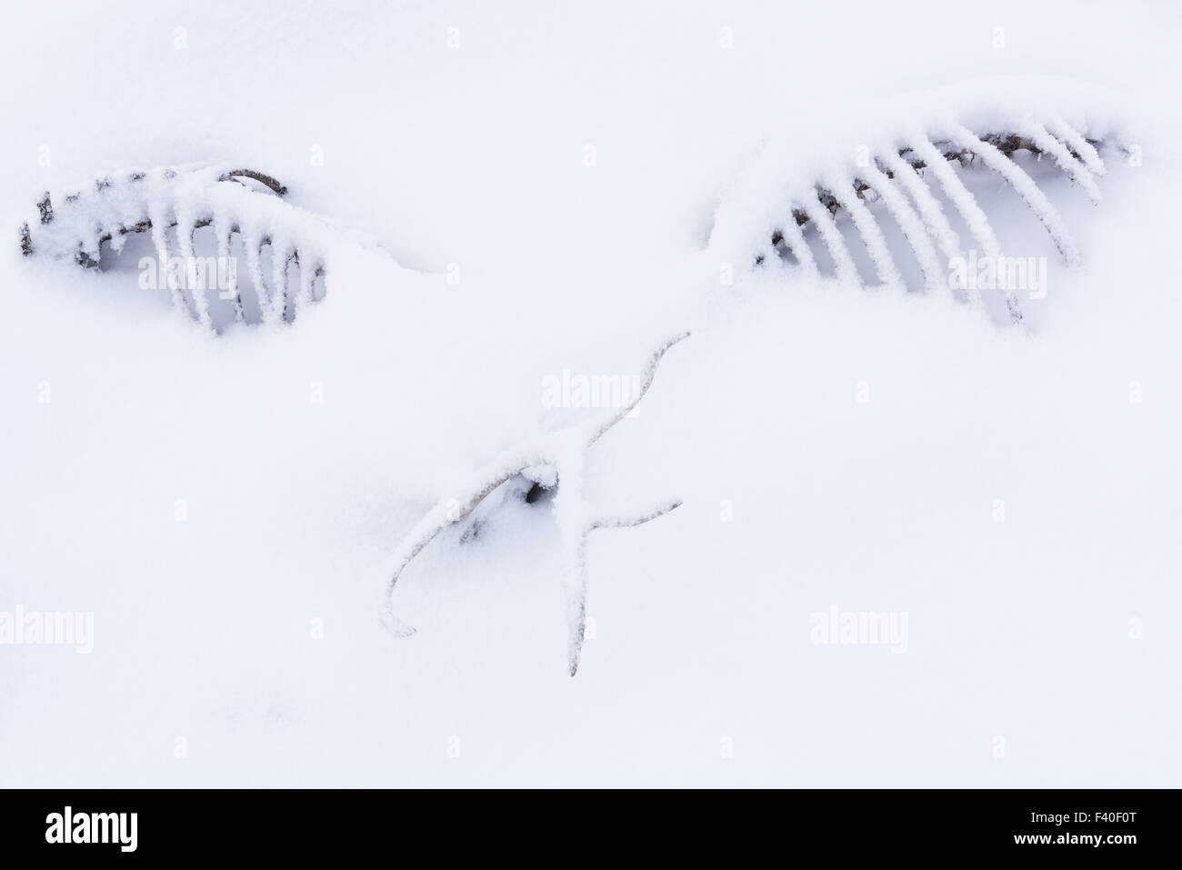 reindeer skeletons in snow, Lapland, Sweden Stock Photo - Alamy