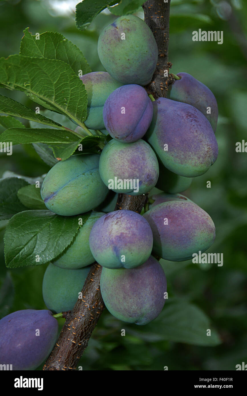 Trieft hi-res stock photography and images - Alamy