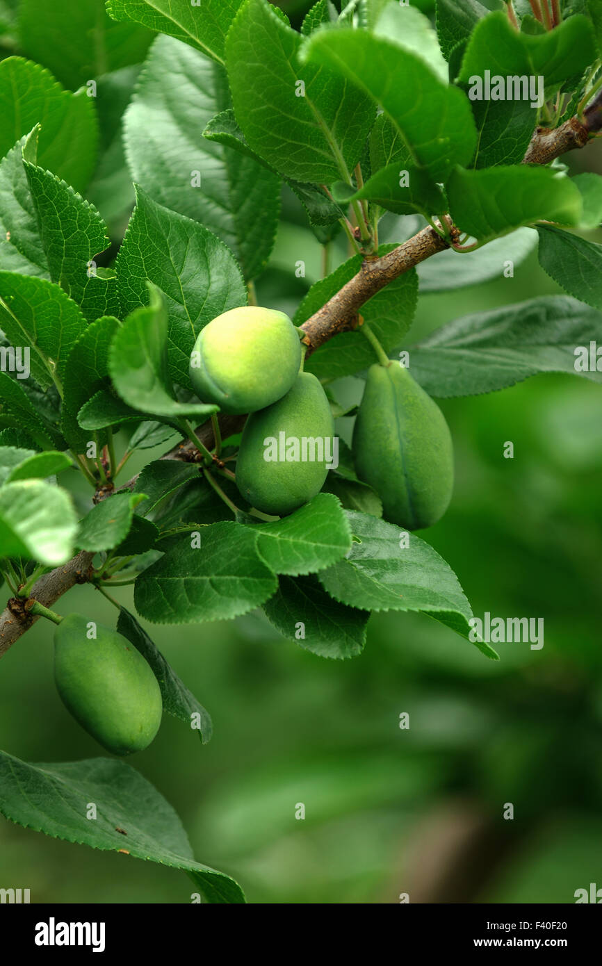 Trieft hi-res stock photography and images - Alamy