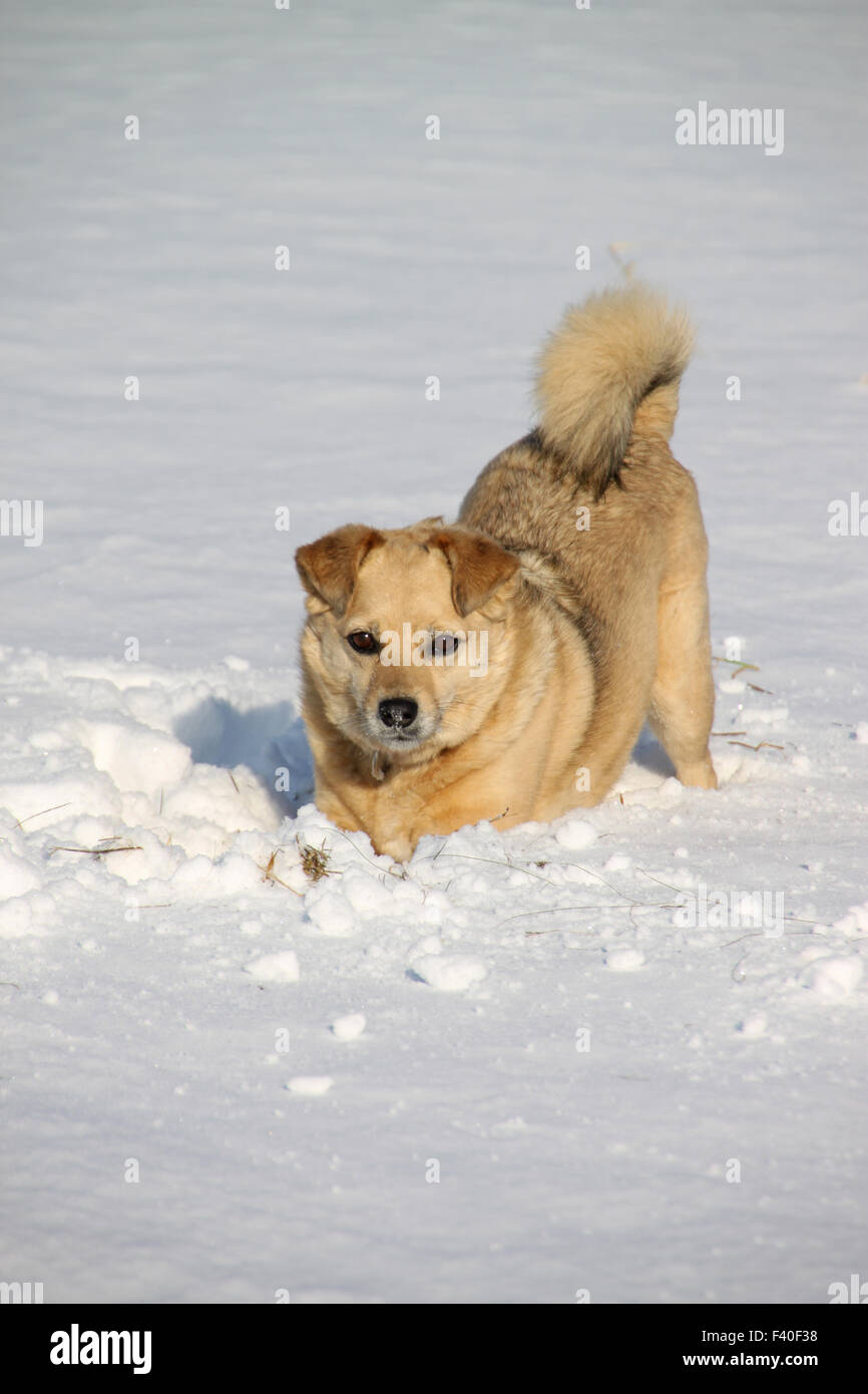 dog in the snow Stock Photo - Alamy
