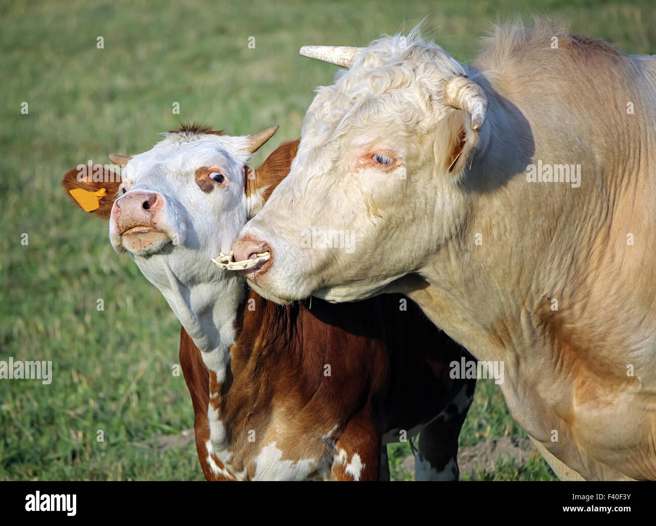 Cow and calf portrait Stock Photo - Alamy