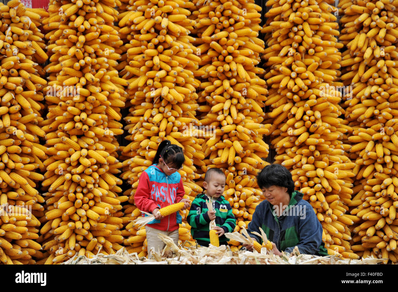Beijing, China's Shaanxi Province. 2nd Oct, 2015. A farmer dries corn ...