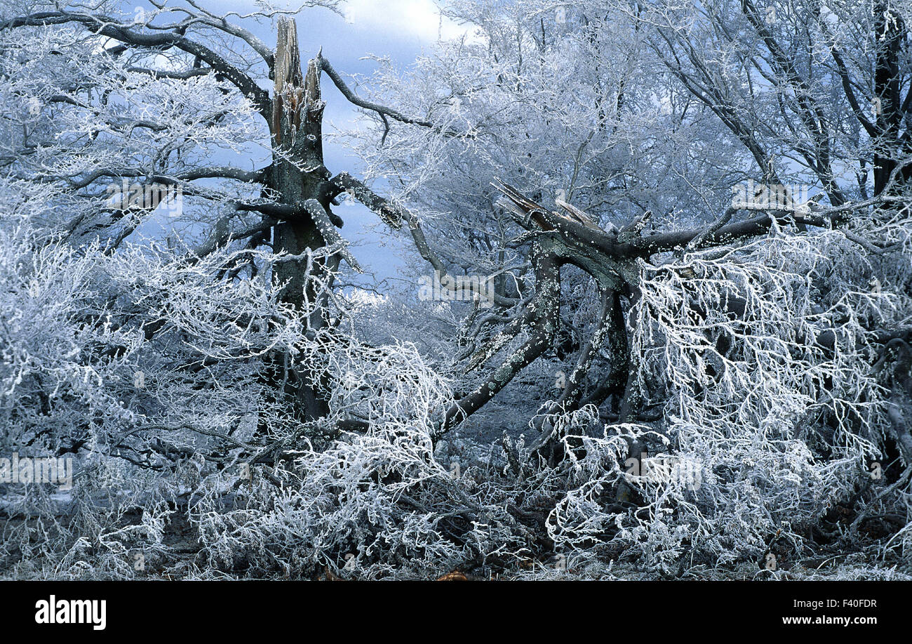 Storm damage winter storm damage hi-res stock photography and images ...