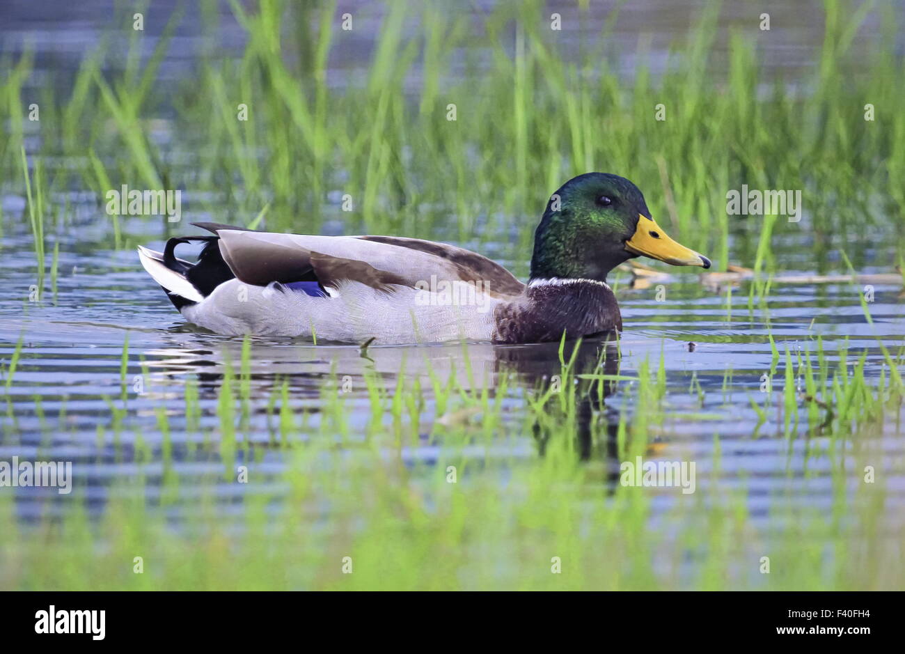 Male mallard duck floating on the water Stock Photo - Alamy
