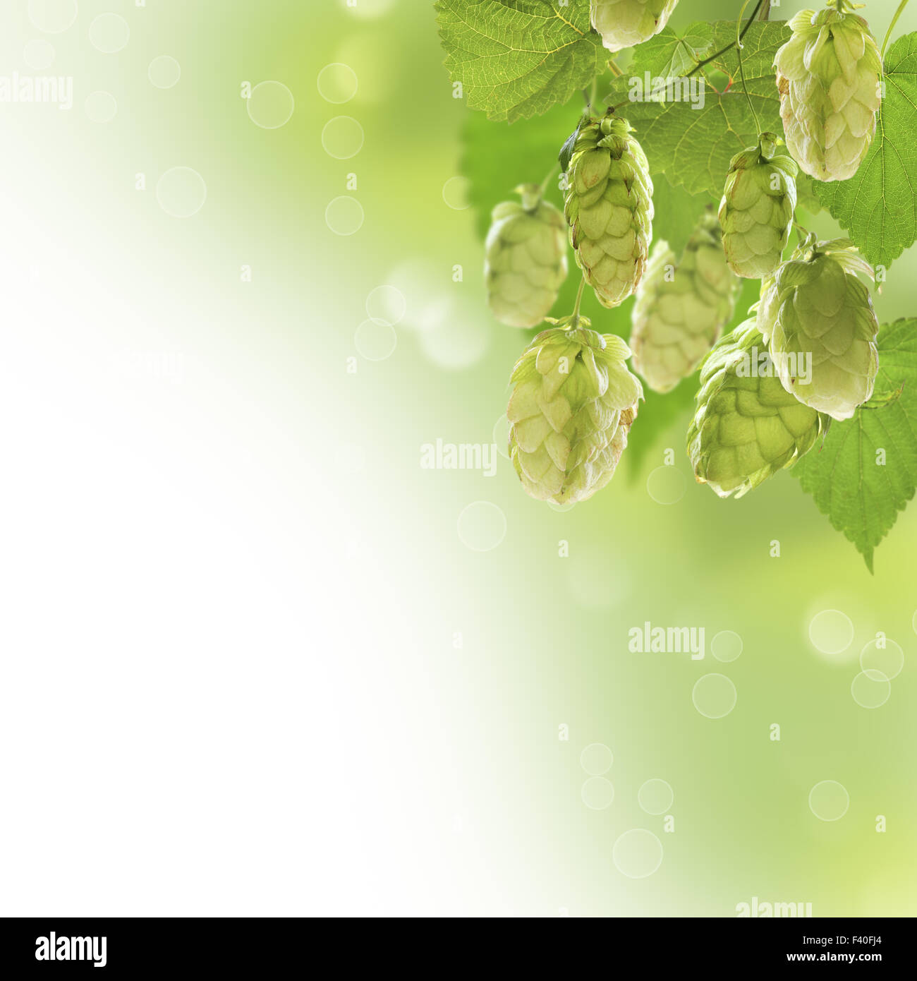 Bunch of hops Stock Photo - Alamy