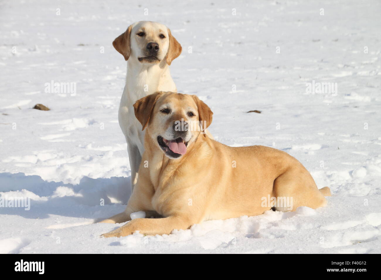 Labrador in winter hi-res stock photography and images - Alamy