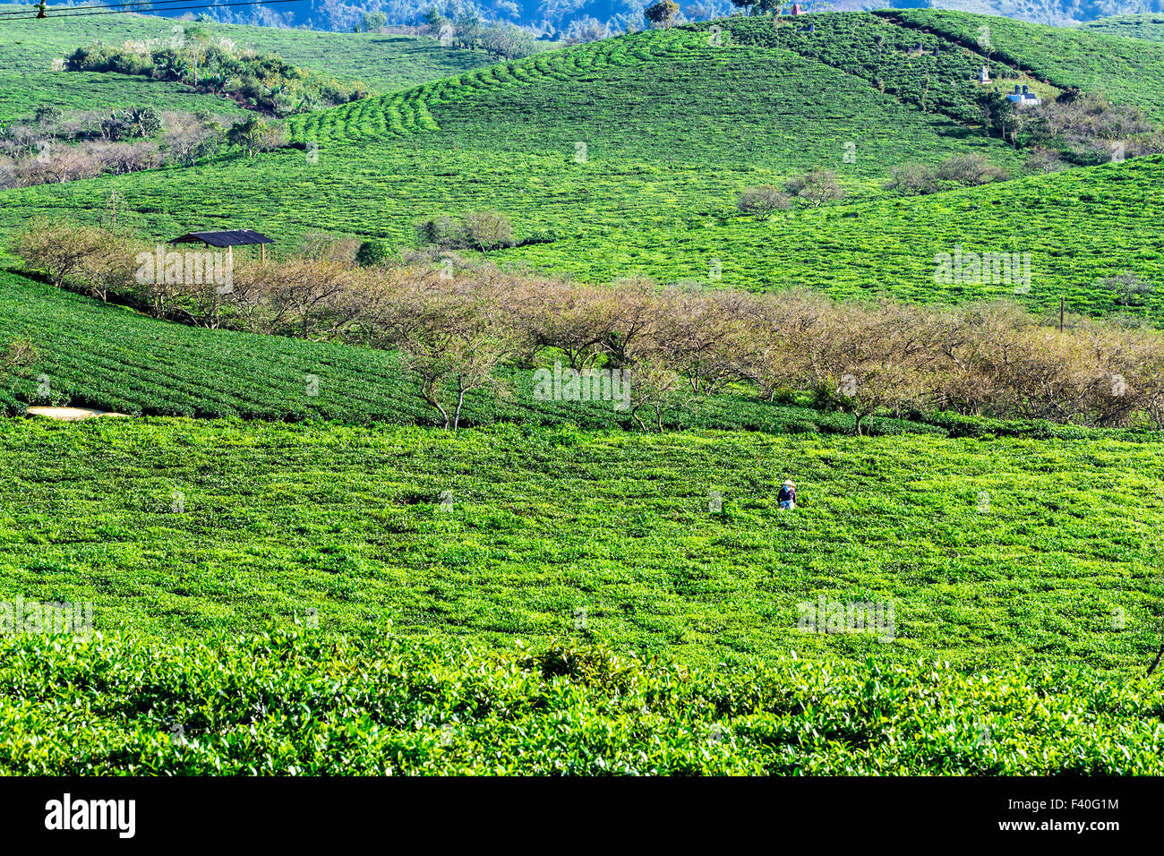 Tea plantation on the highlands Stock Photo - Alamy
