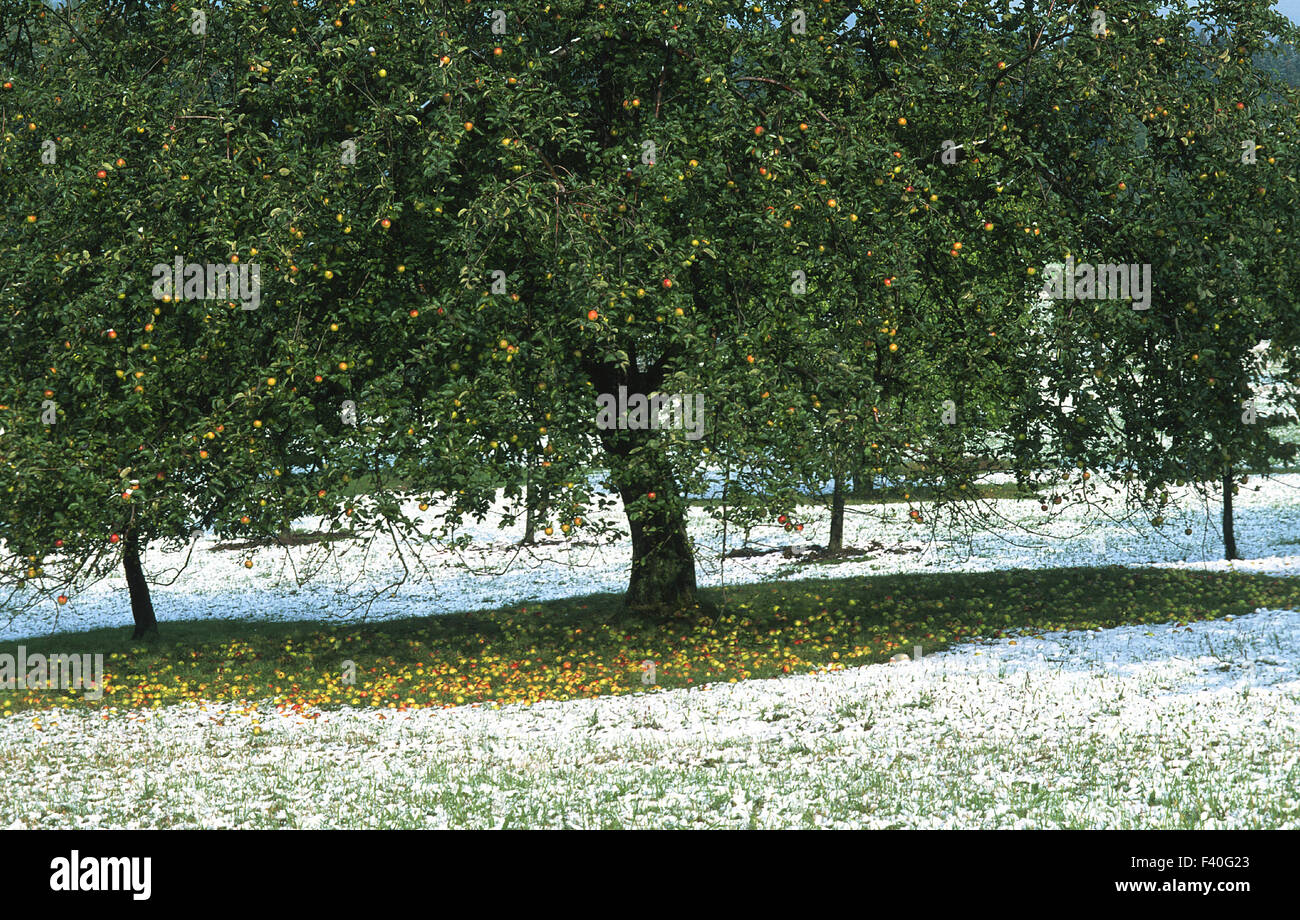 Fruehwinter hi-res stock photography and images - Alamy