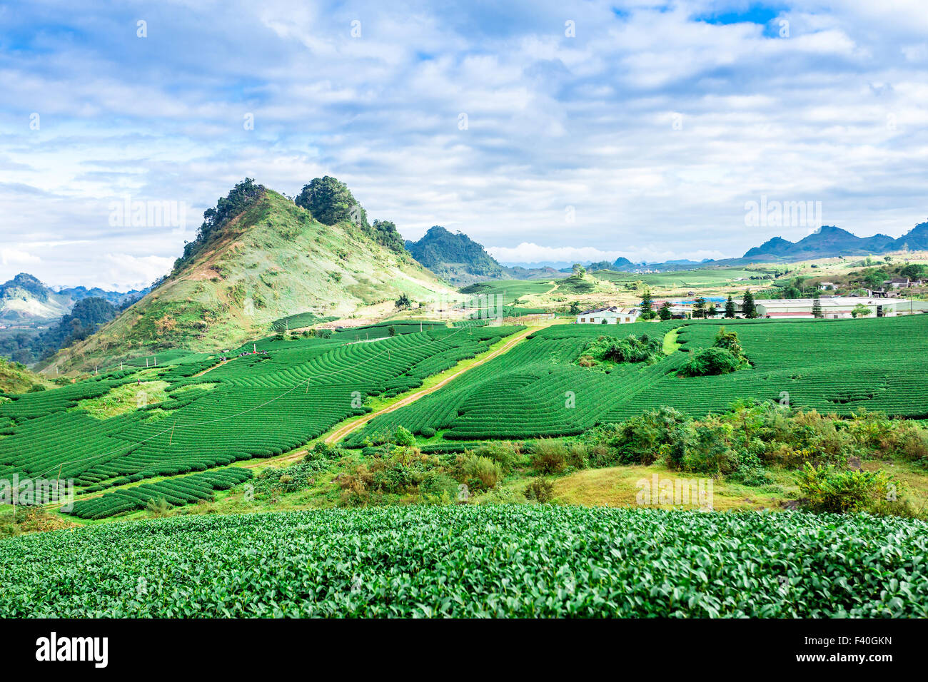 Tea plantation on the highlands Stock Photo - Alamy