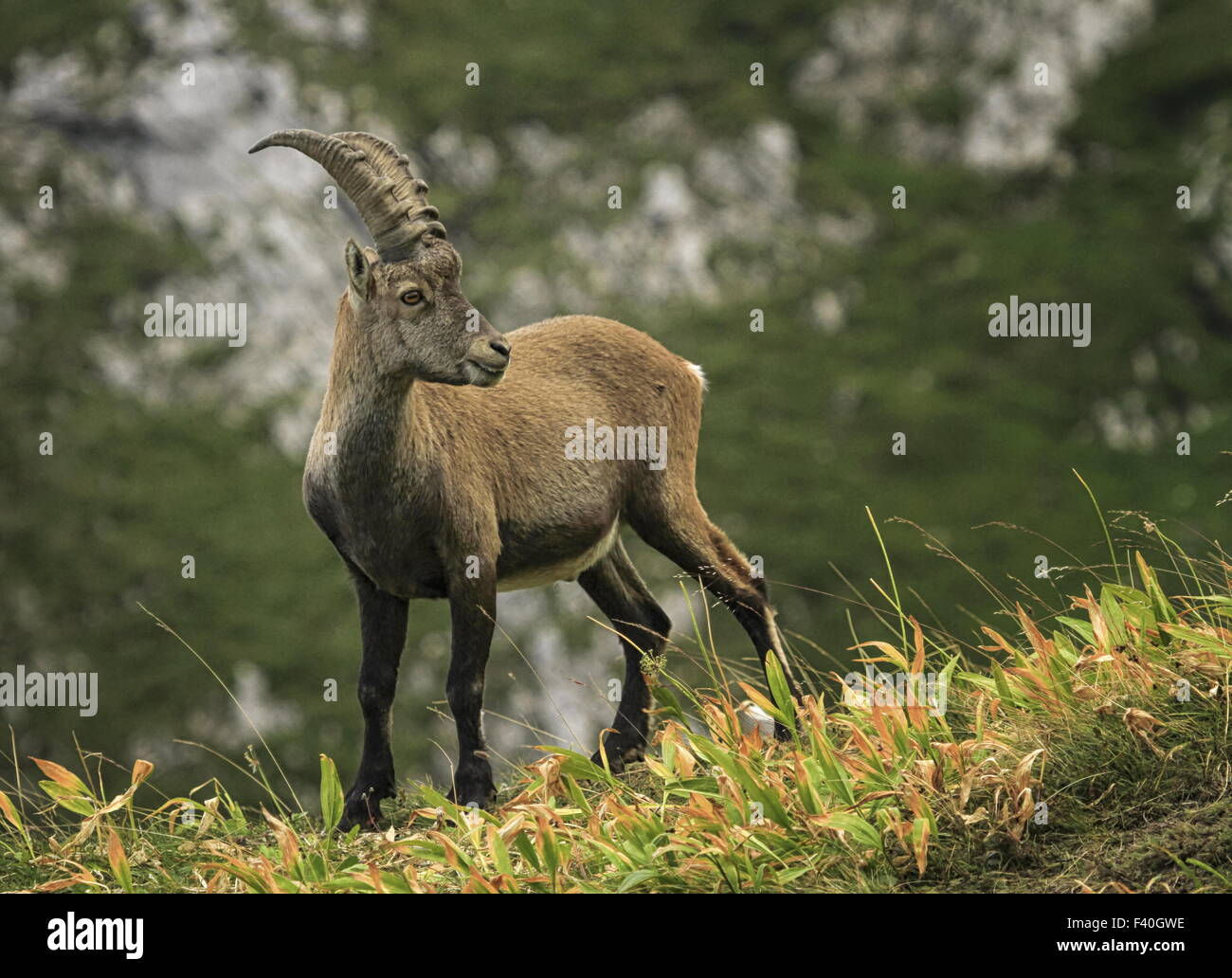 Male natural alpine ibex hi-res stock photography and images - Alamy