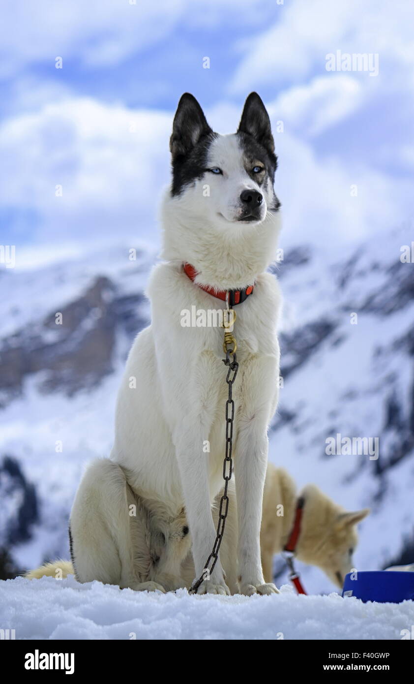 Husky dog portrait Stock Photo - Alamy