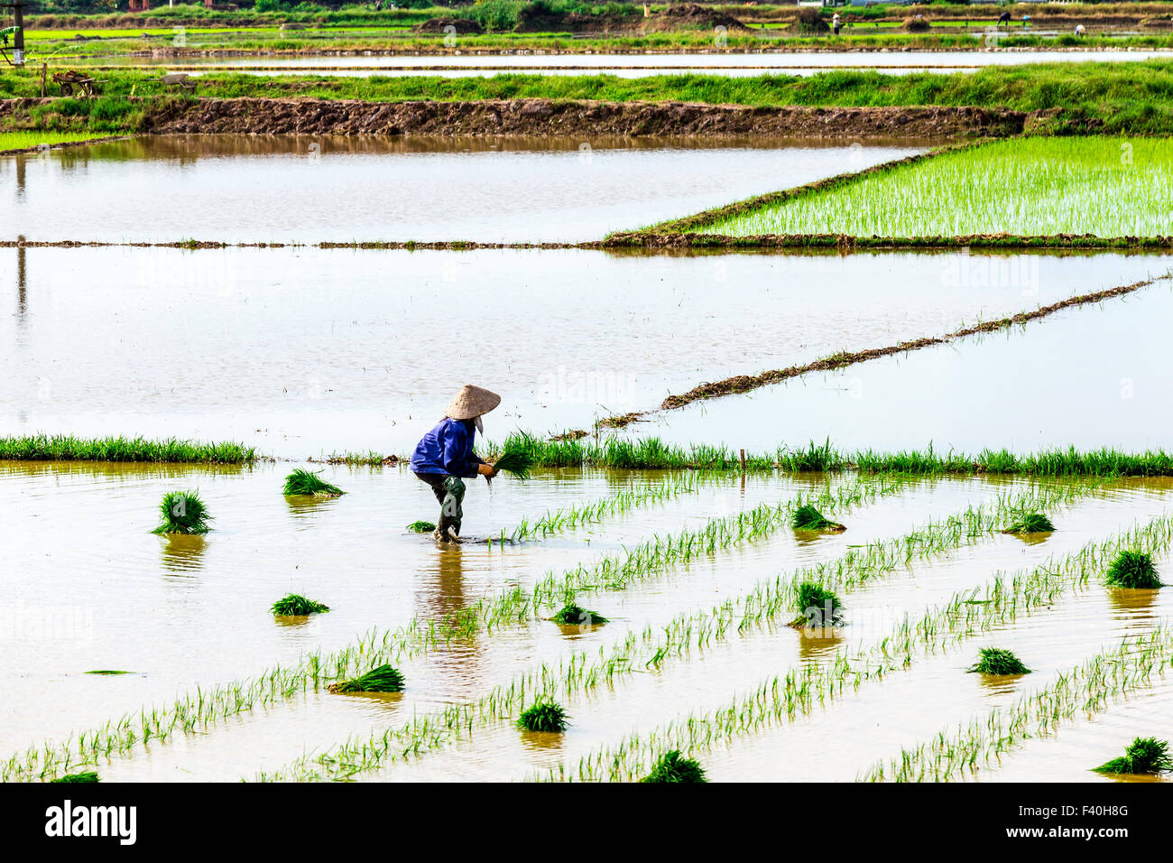 Farmers planting rice on the fields Stock Photo - Alamy