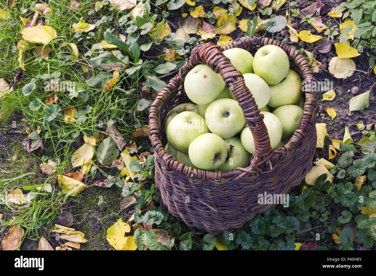 Heavy apple harvest hi-res stock photography and images - Alamy