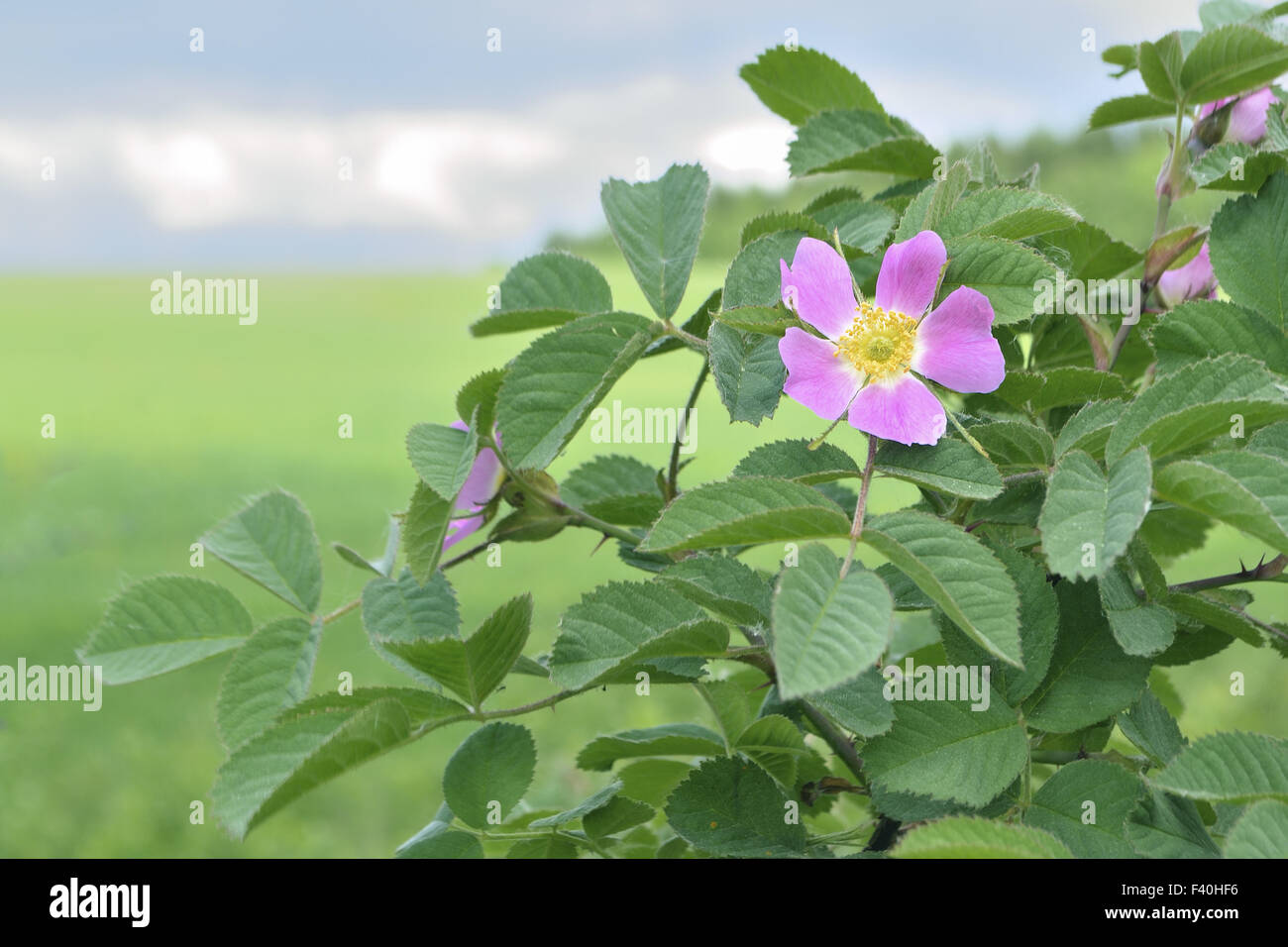 blossom dog-rose bush Stock Photo - Alamy