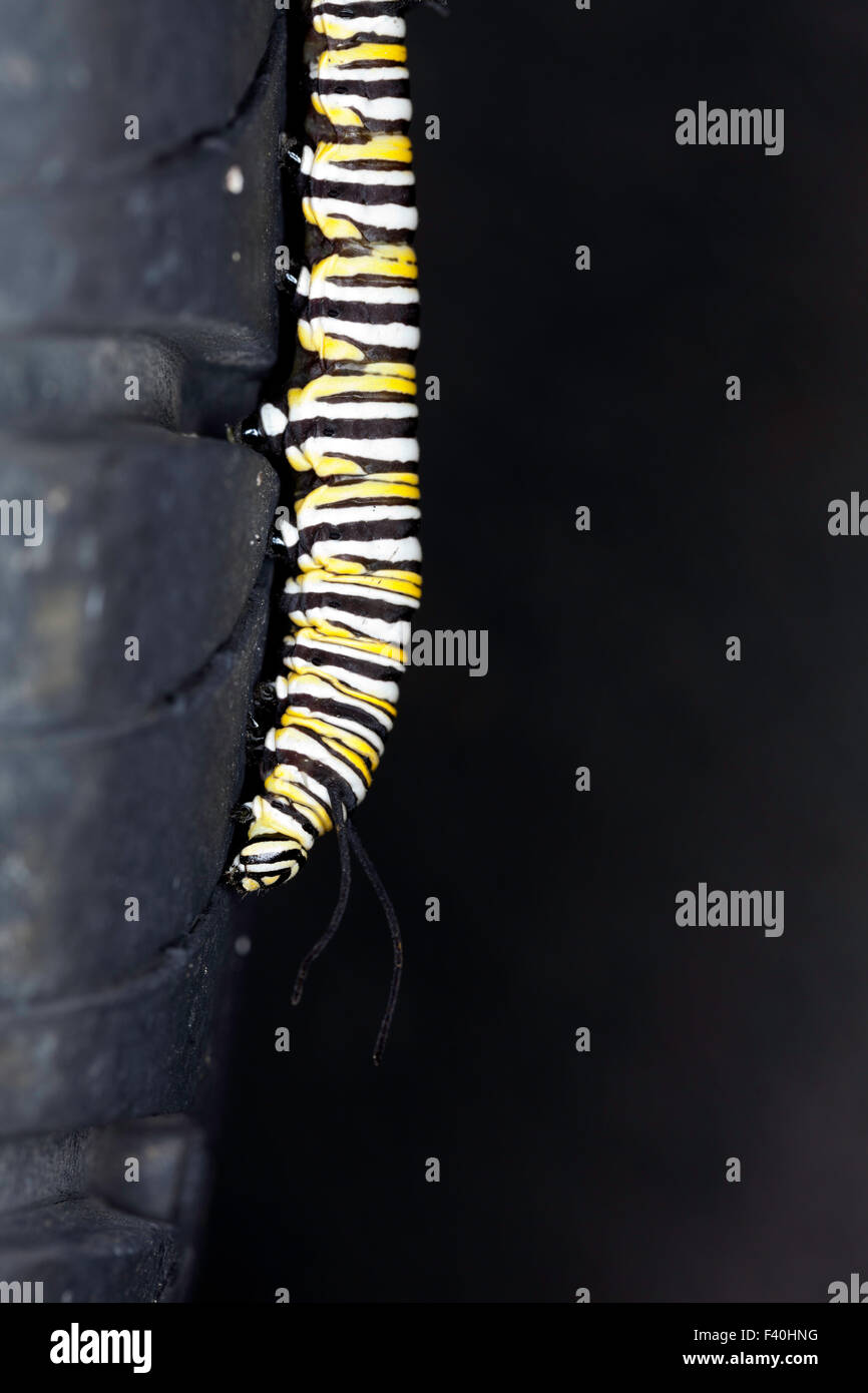 A monarch caterpillar Stock Photo - Alamy