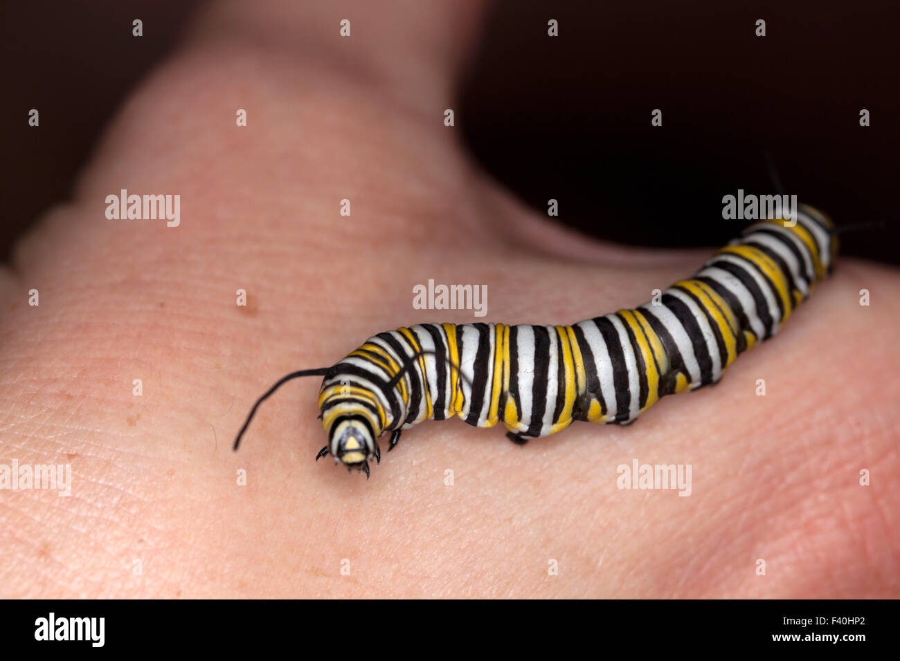 Hand caterpillar hi-res stock photography and images - Alamy