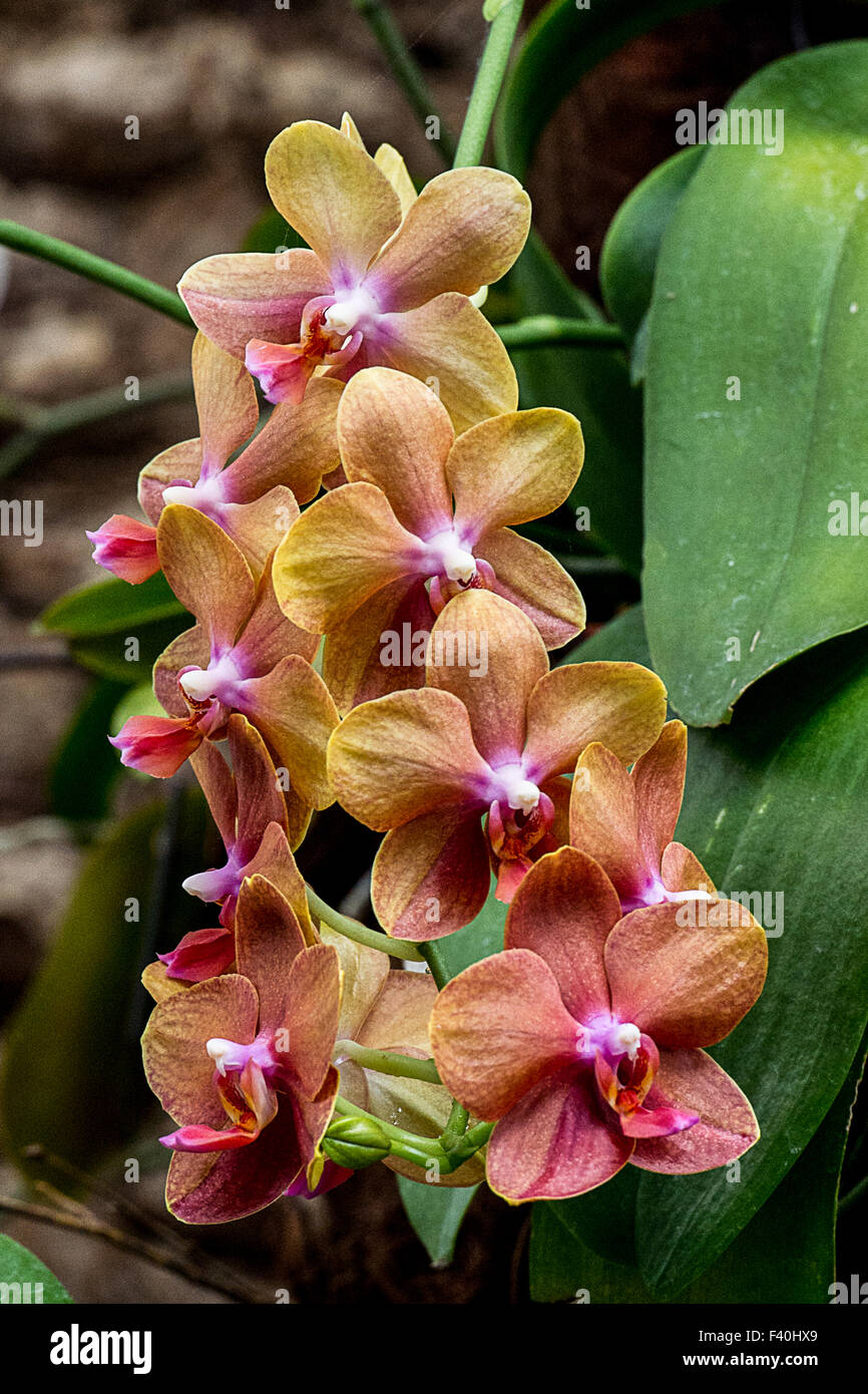 Orchidee foto hi-res stock photography and images - Alamy