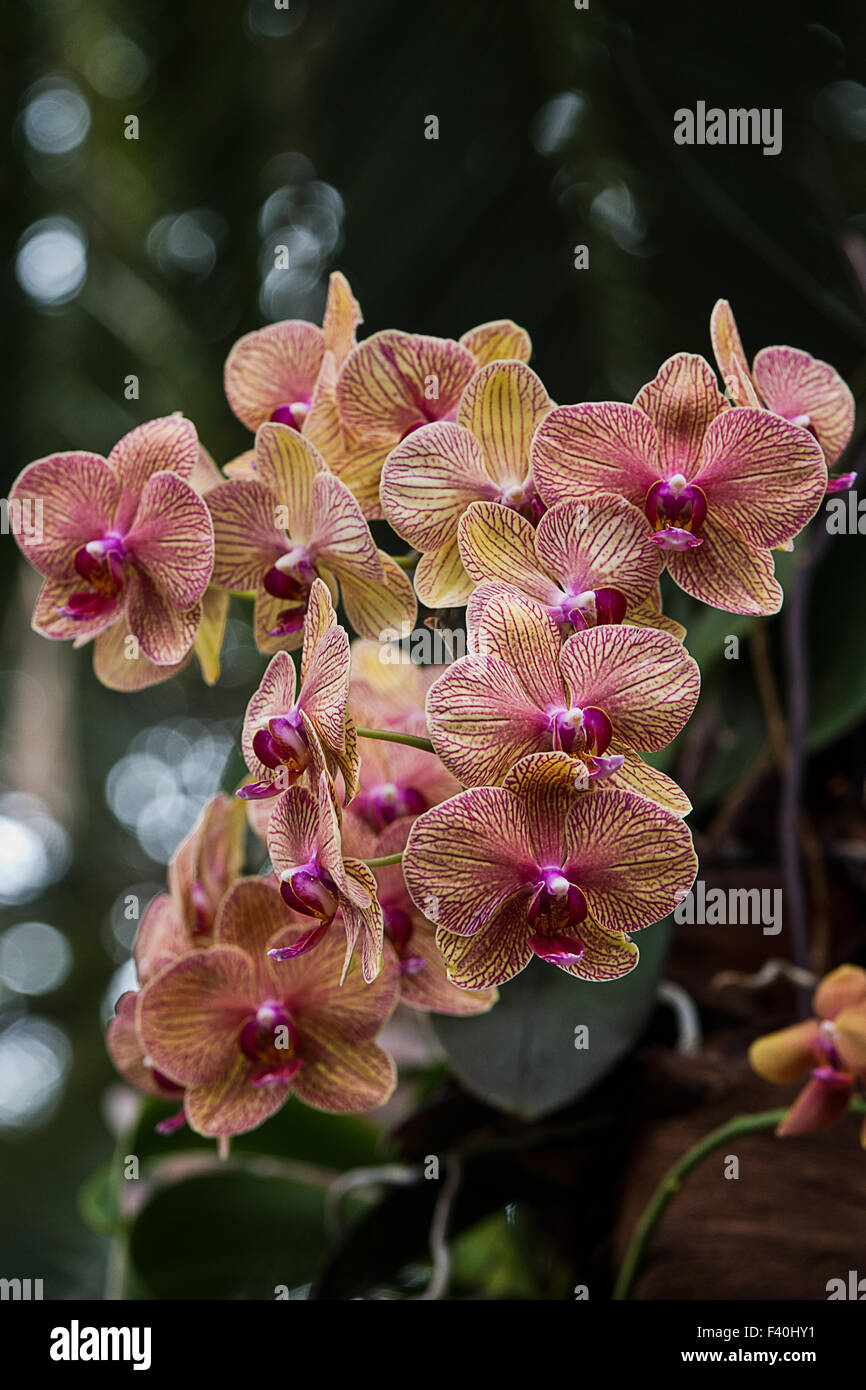 Abbildung bild hi-res stock photography and images - Alamy