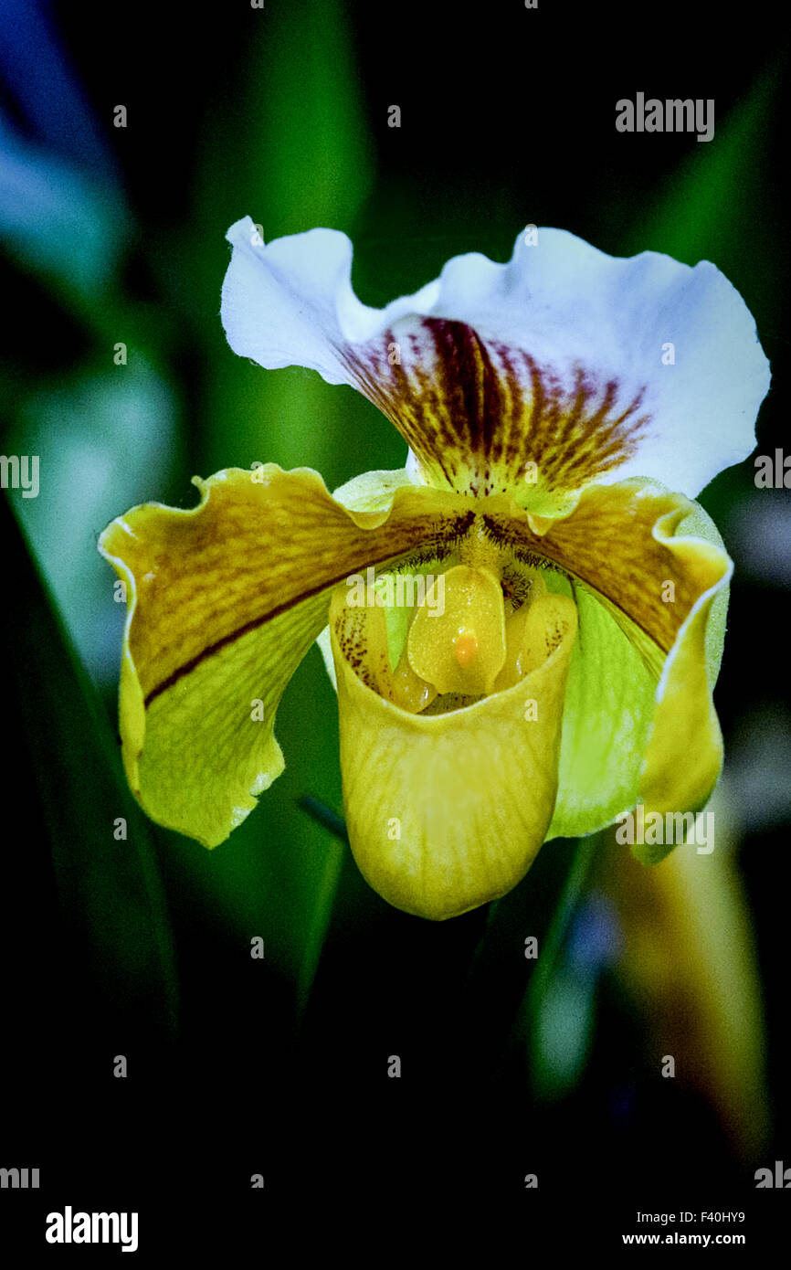 Orchideen wachsen hi-res stock photography and images - Alamy
