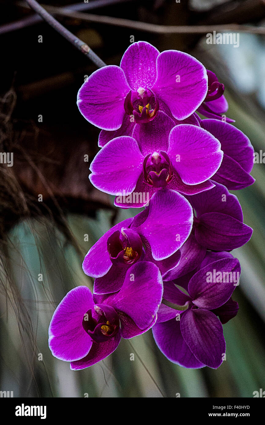 Orchidee foto hi-res stock photography and images - Alamy