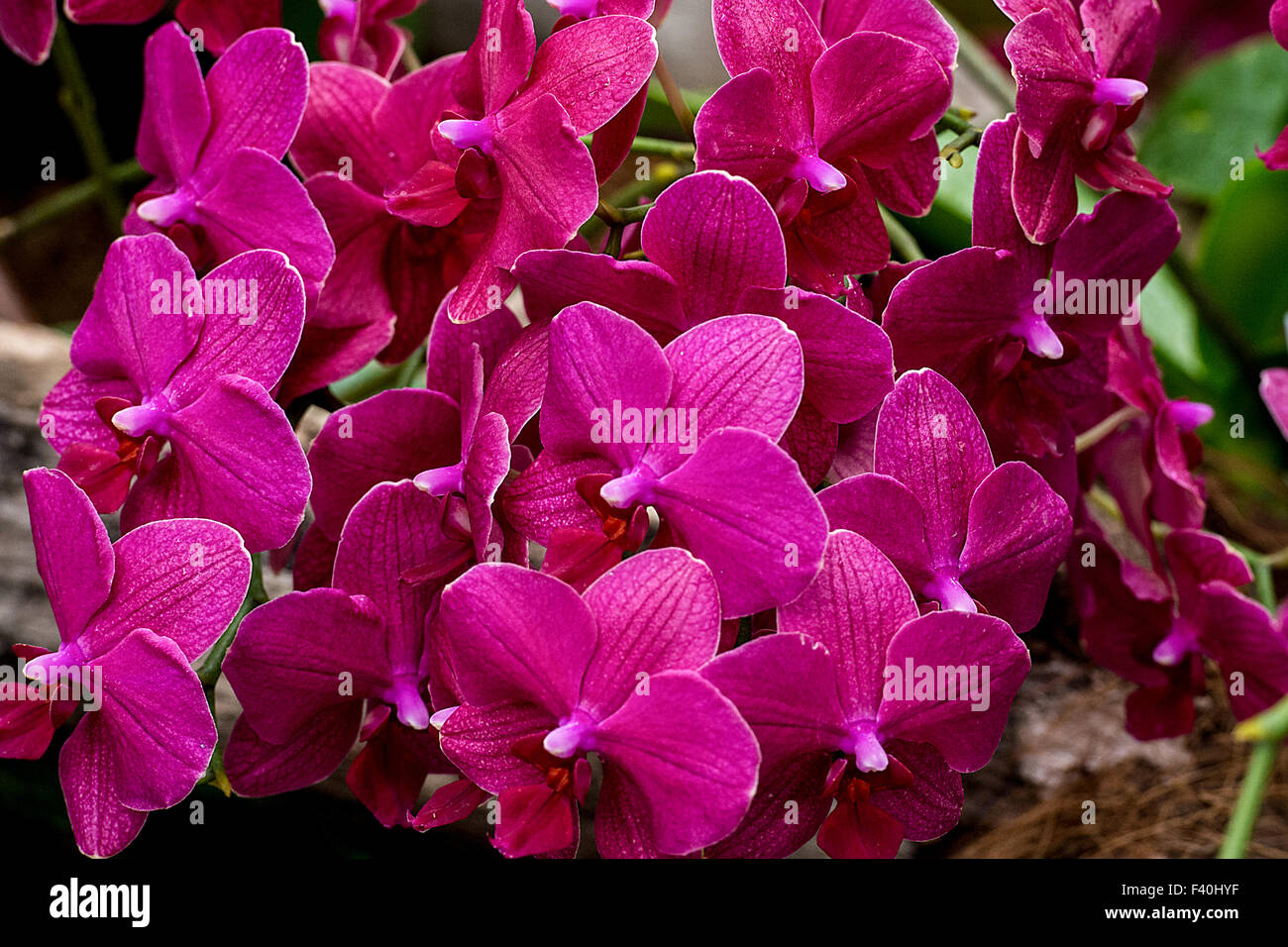 Orchideen zeichnung hi-res stock photography and images - Alamy