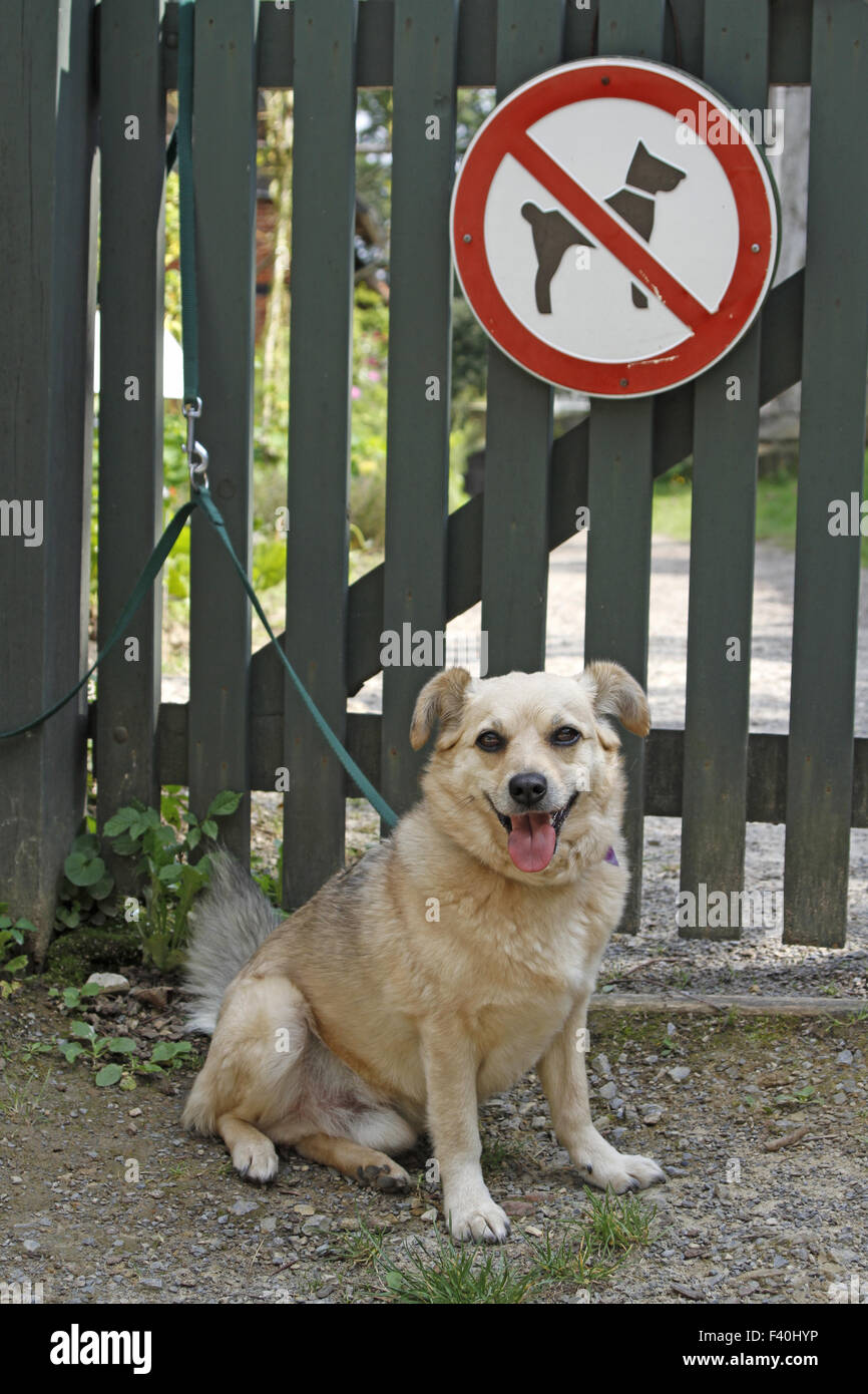 Hundeverbot schild hi-res stock photography and images - Alamy