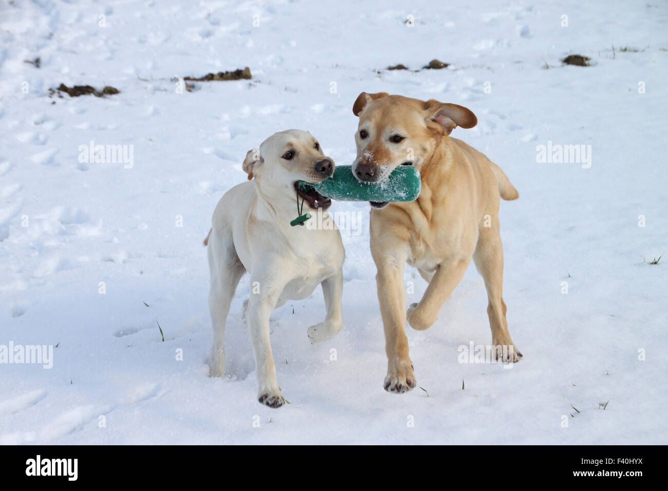 Retriever spielen hi-res stock photography and images - Alamy