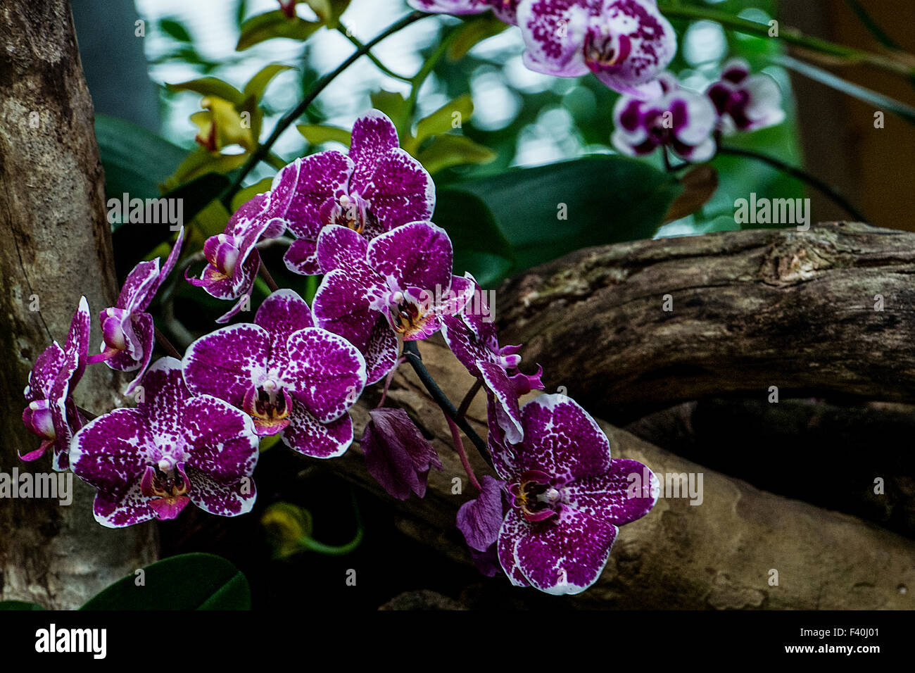 Orchidee foto hi-res stock photography and images - Alamy