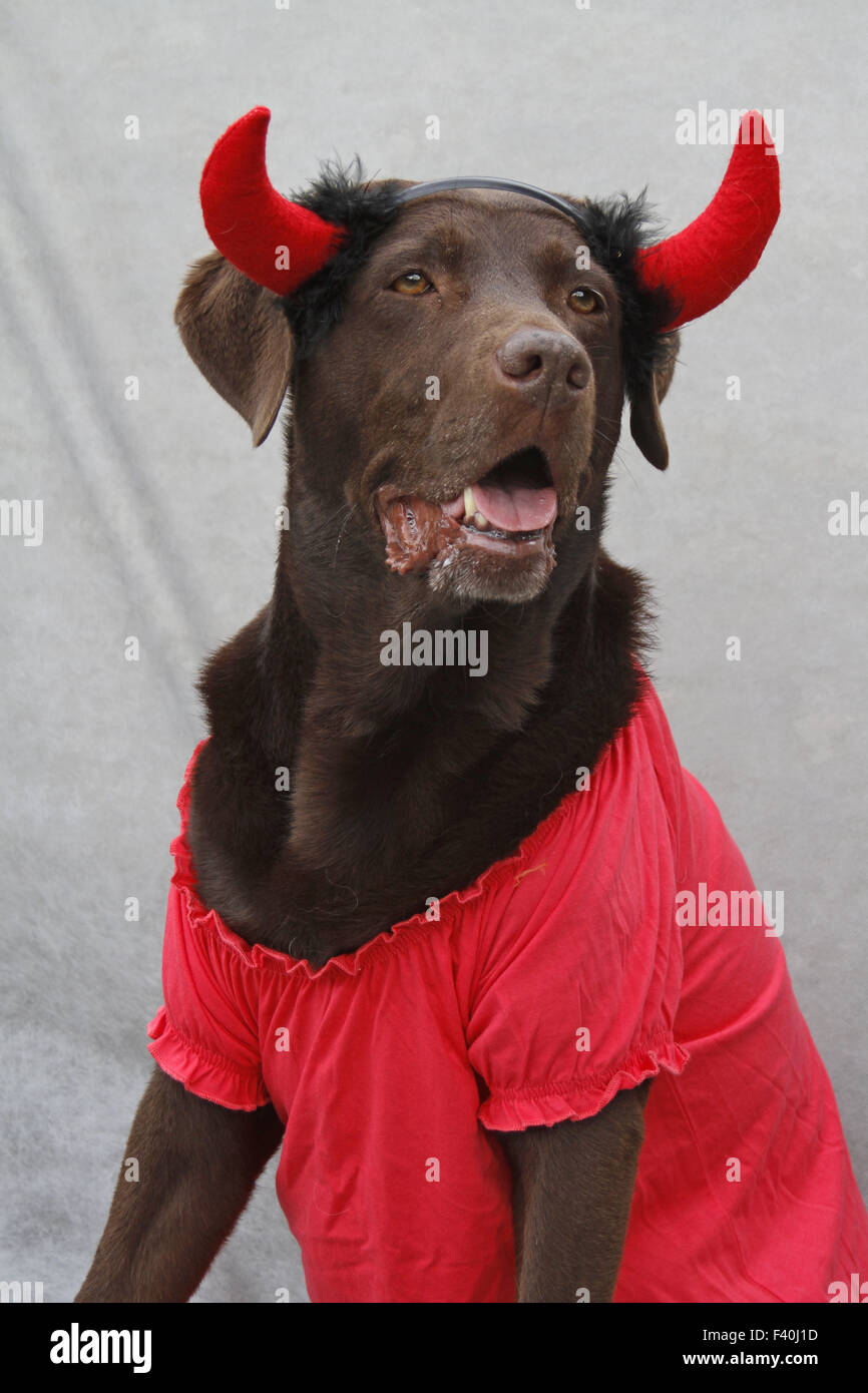 Dog dressed as devil hi-res stock photography and images - Alamy