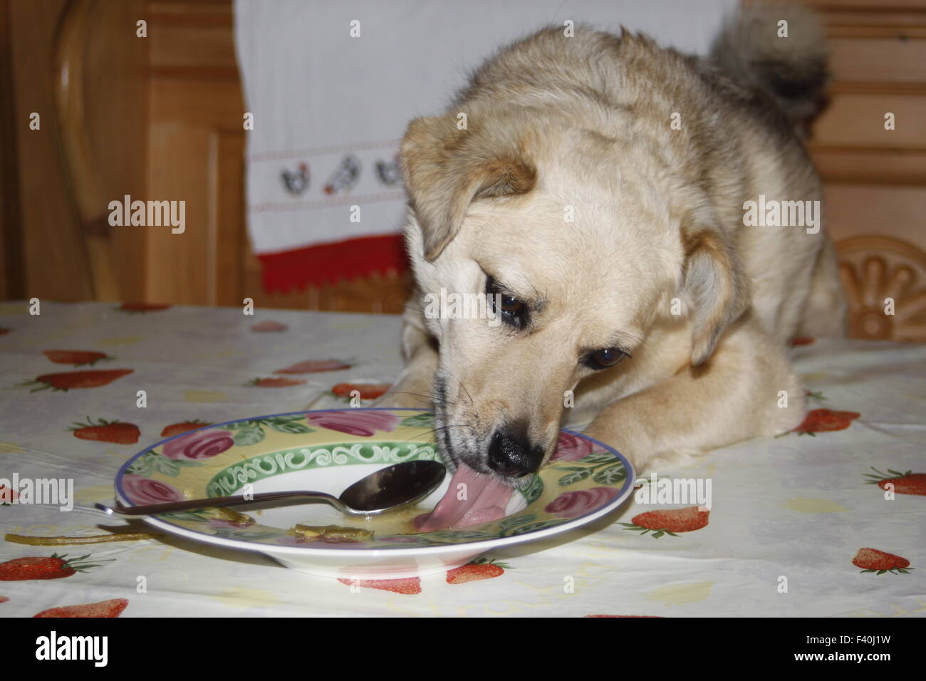 Dog table eat hi-res stock photography and images - Alamy