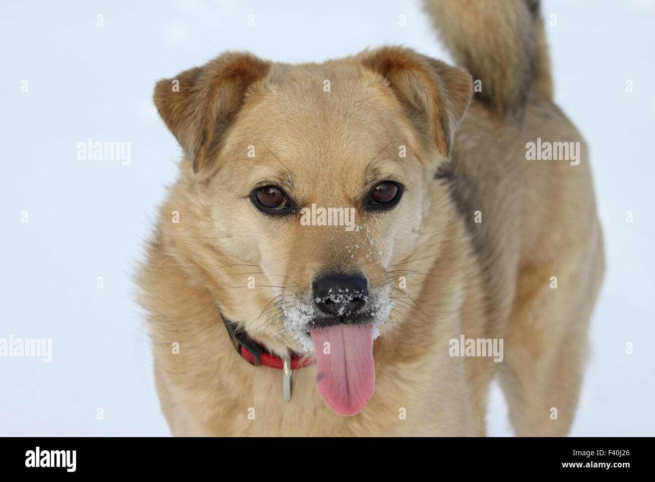 Protrude dog hi-res stock photography and images - Alamy