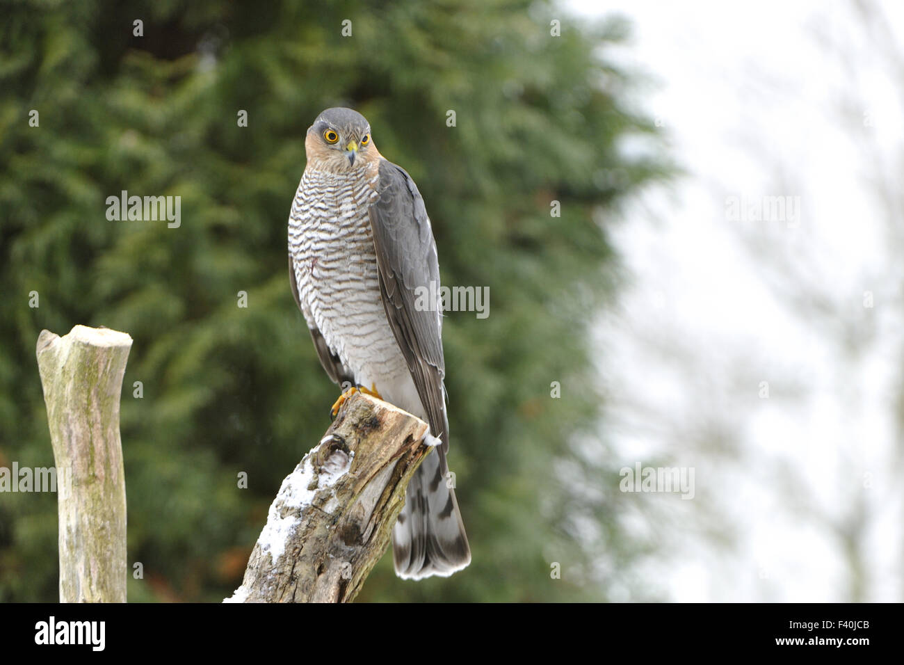 Eurasian sparrowhawk hi-res stock photography and images - Alamy