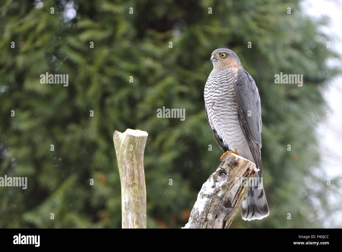 Predatoren hi-res stock photography and images - Alamy