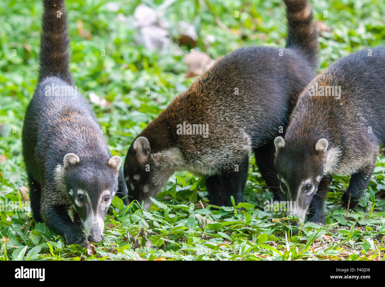 Coati in hi-res stock photography and images - Alamy