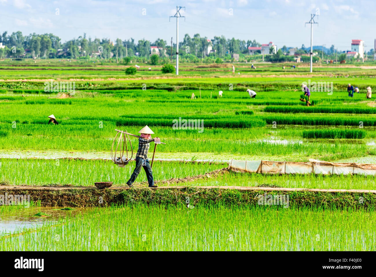 Farmers planting rice on the fields Stock Photo - Alamy